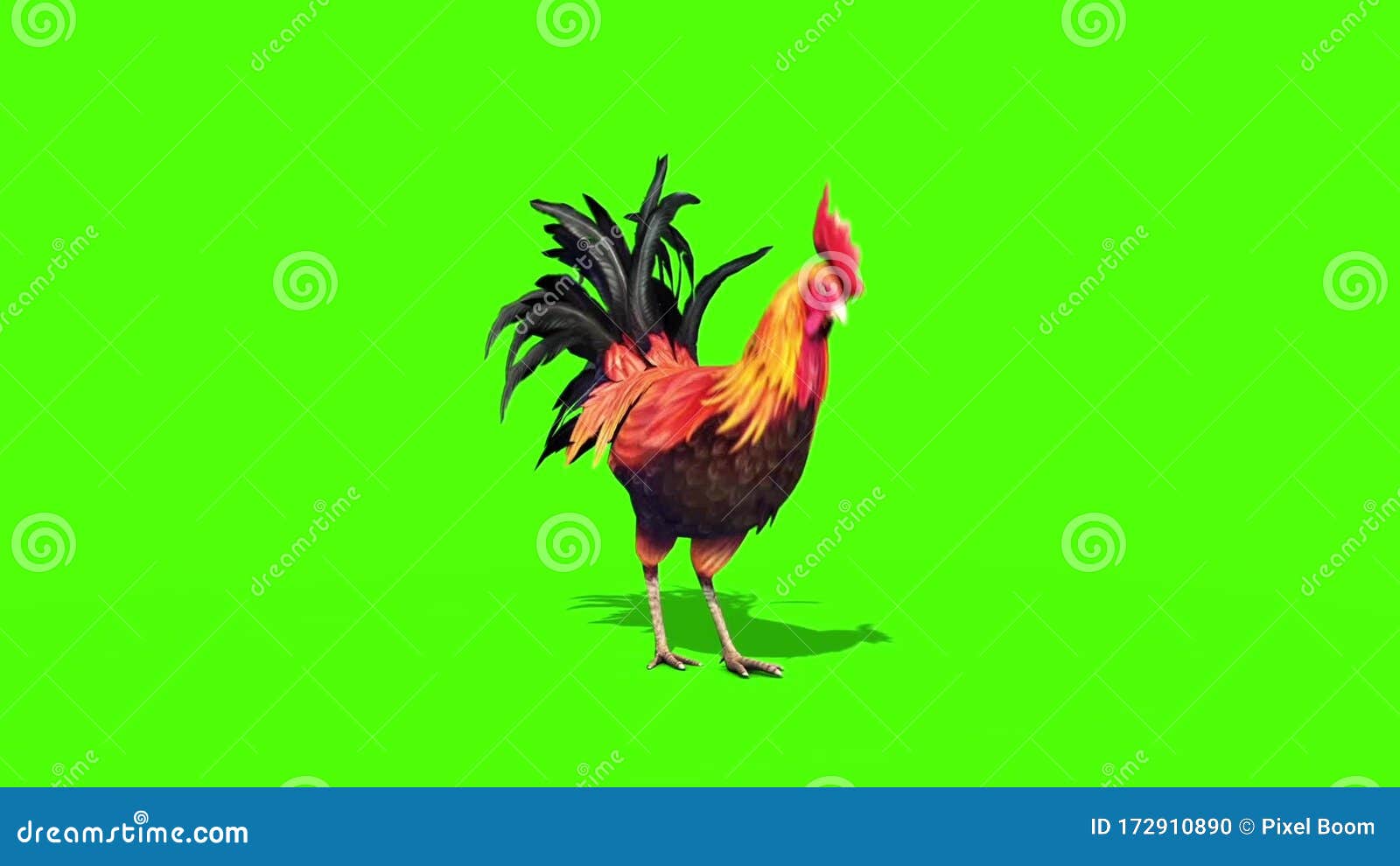 Rooster Plumage Eats Front Green Screen 3D Rendering Animation Stock ...