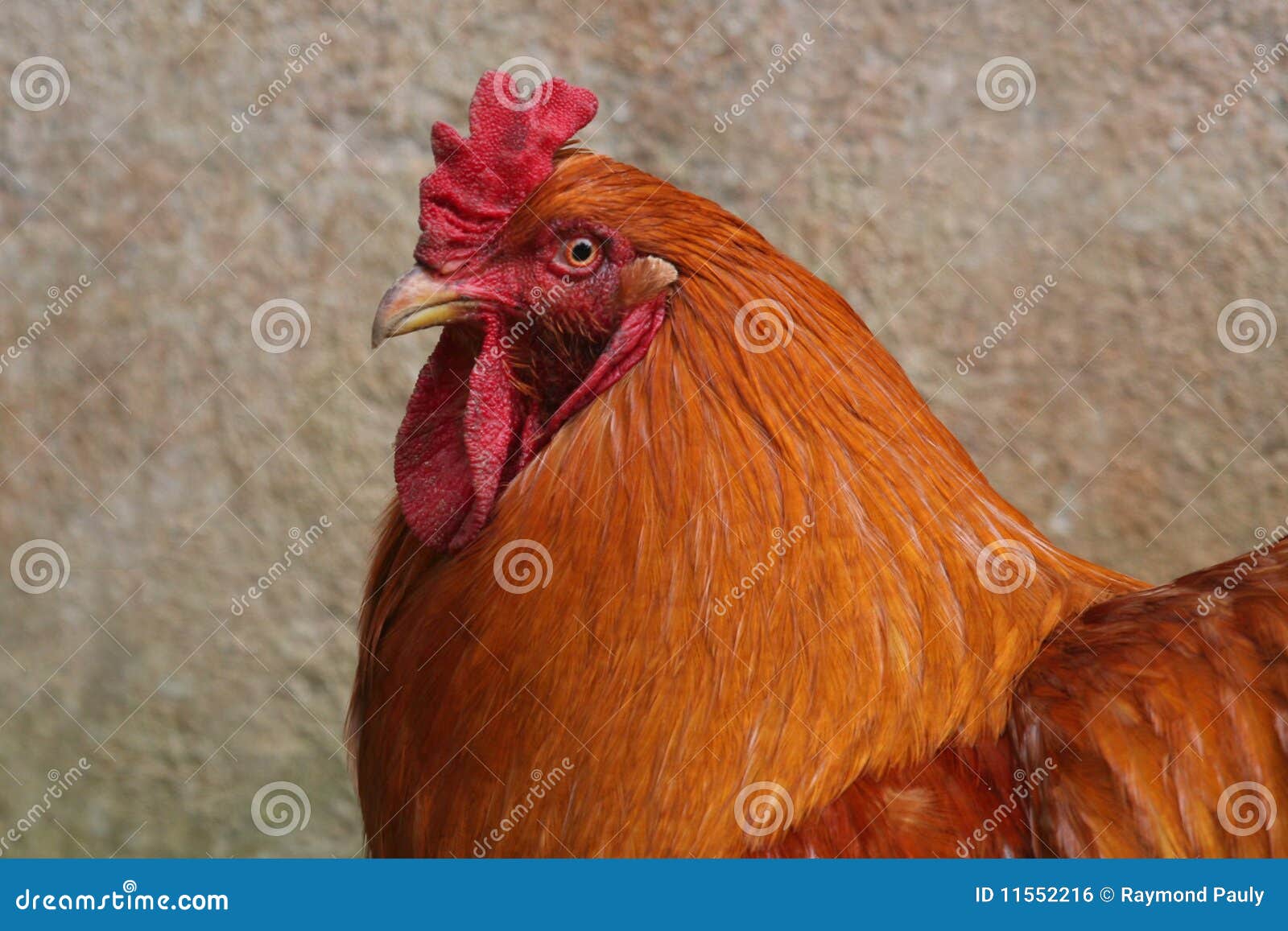 Rooster Portrait stock photo. Image of farm, feathers - 11552216