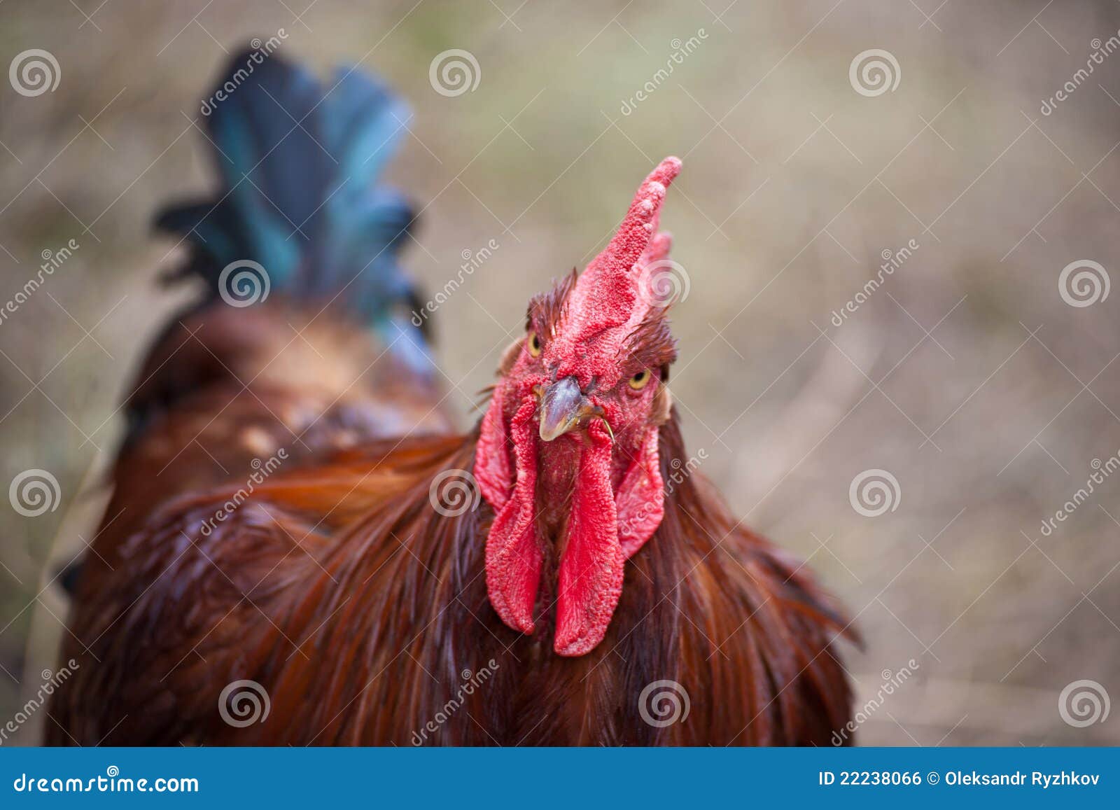Rooster portrait stock photo. Image of avian, domestic - 22238066