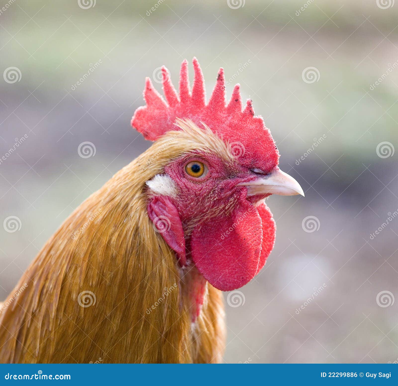Rooster portrait stock photo. Image of golden, yellow - 22299886
