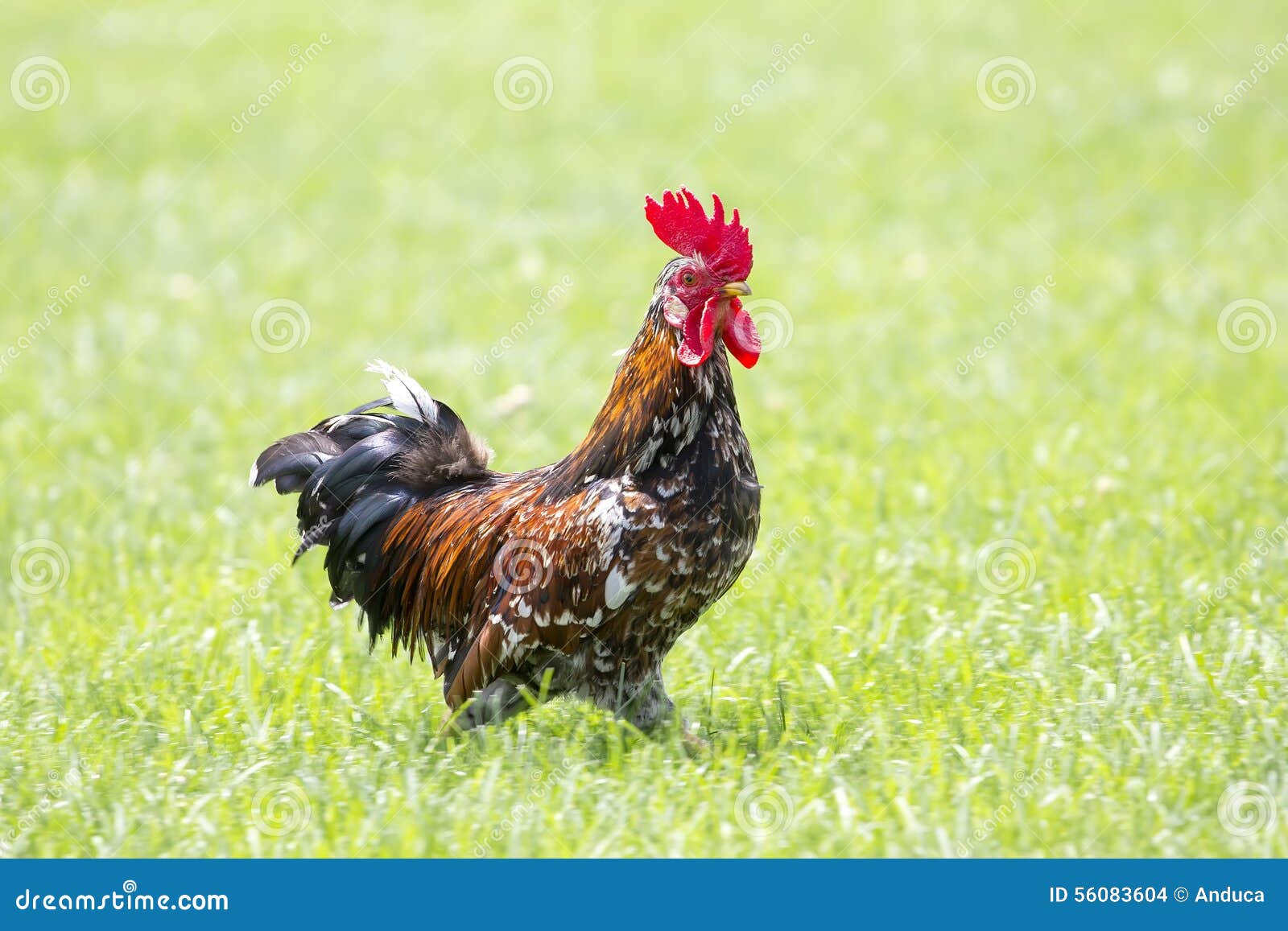 Stately Rooster Stock Photos - Free & Royalty-Free Stock Photos from ...
