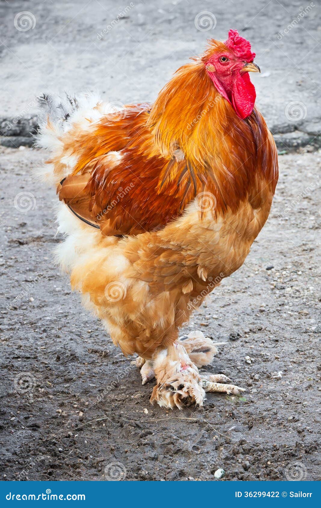 Rooster stock photo. Image of avian, fowl, domestic, natural - 36299422