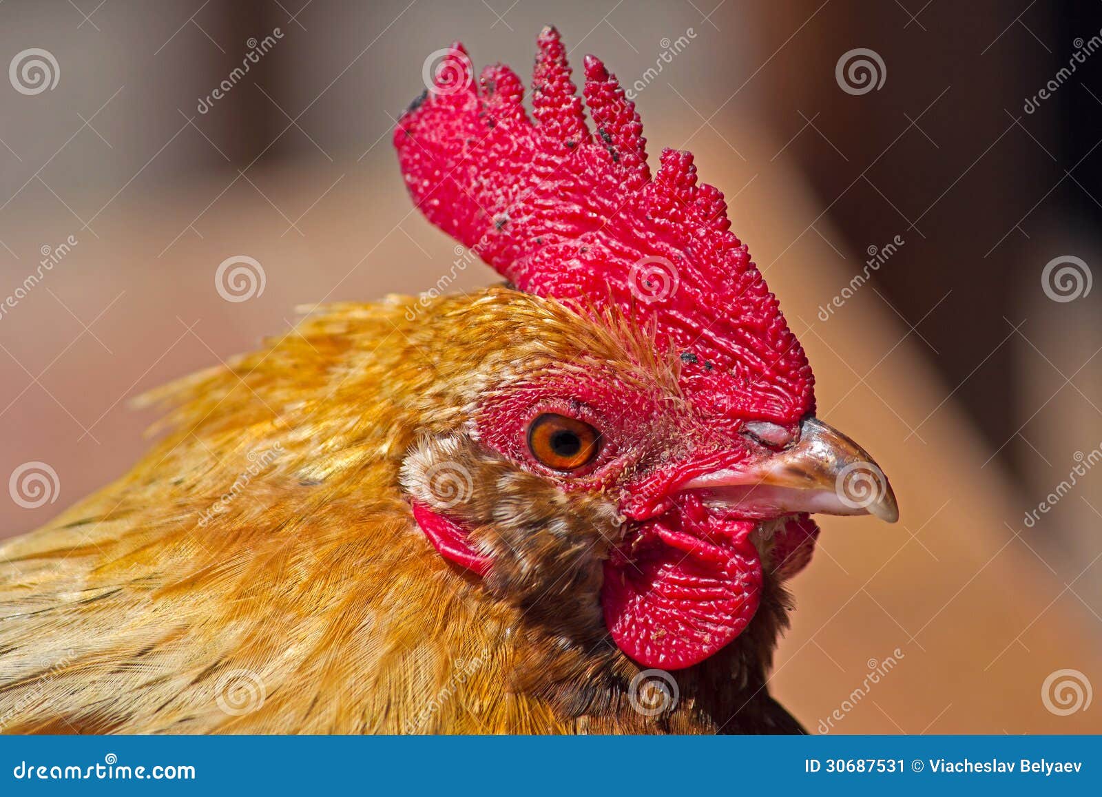 Rooster stock image. Image of neck, feather, closeup - 30687531