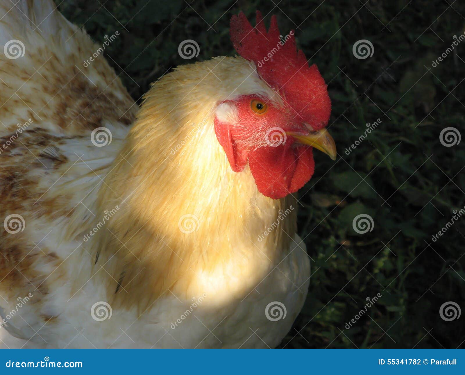 Rooster stock photo. Image of crowing, farm, dawn, chicken - 55341782