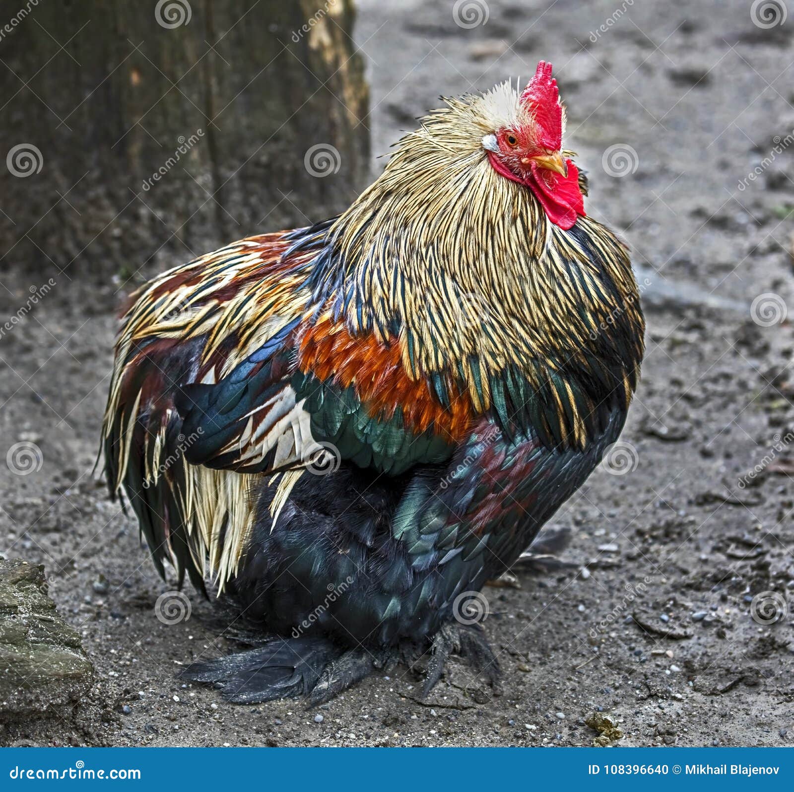 Rooster 9 stock photo. Image of decorative, rooster - 108396640