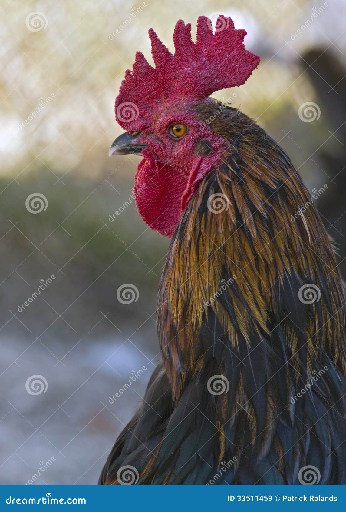 Rooster Portrait in Profile Stock Image - Image of range, chicken: 33511459