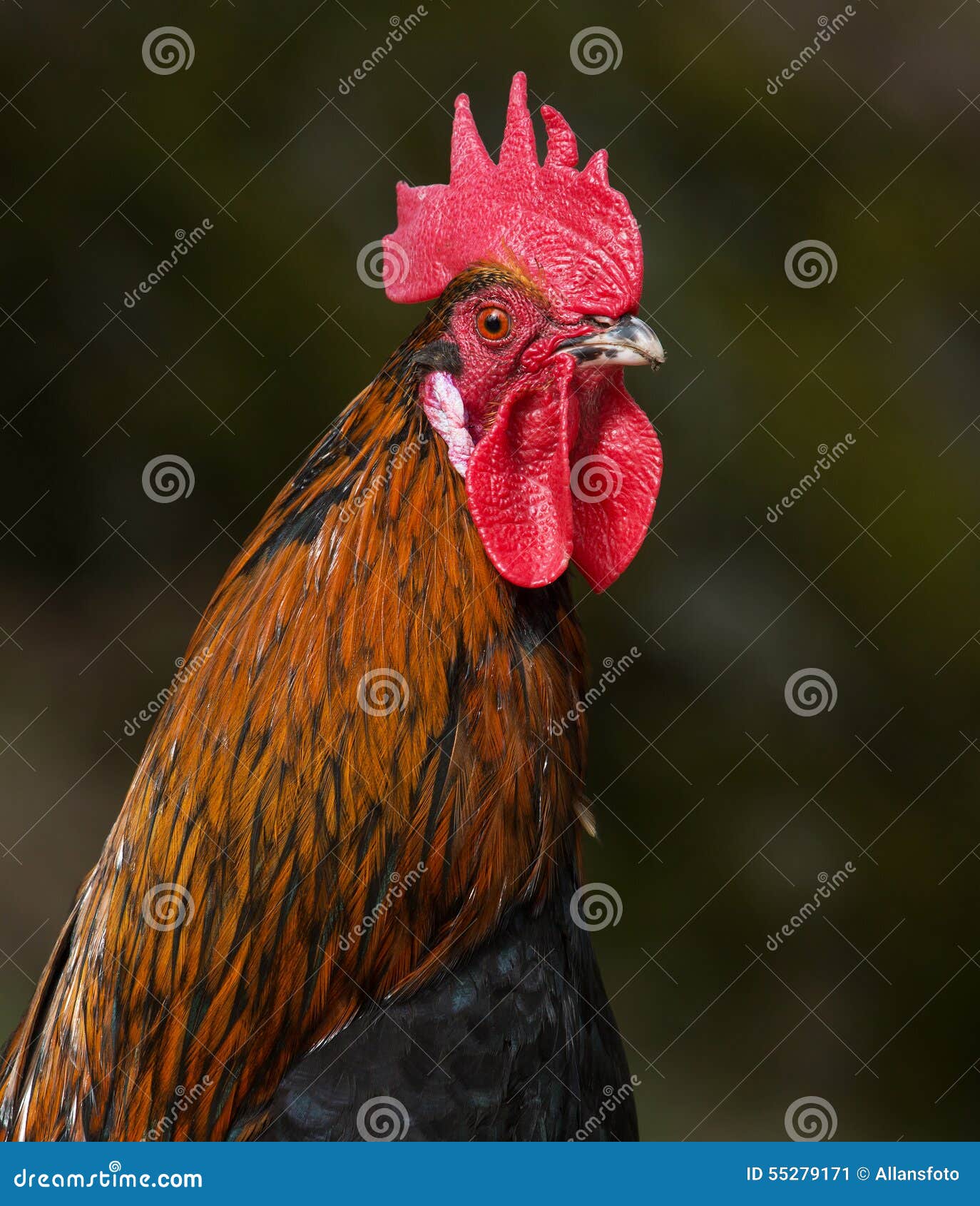 Rooster stock image. Image of close, animals, beautiful - 55279171