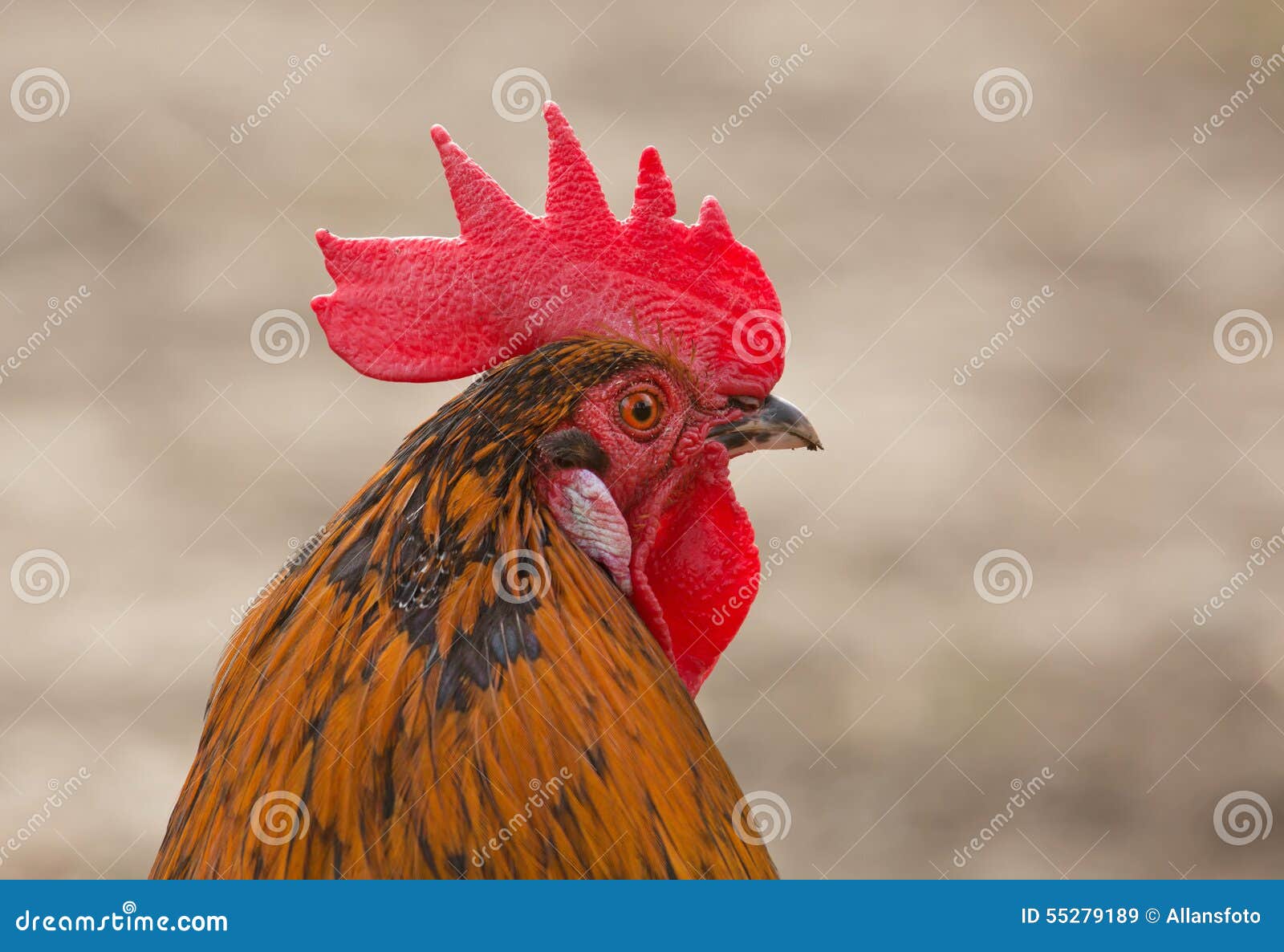 Rooster stock image. Image of handsome, natural, proud - 55279189