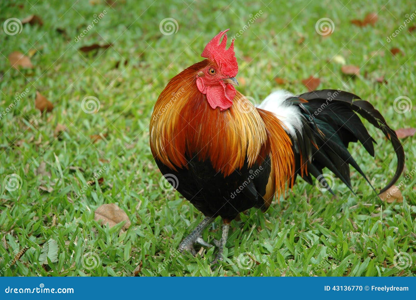 Rooster Portrait stock photo. Image of country, grass - 43136770