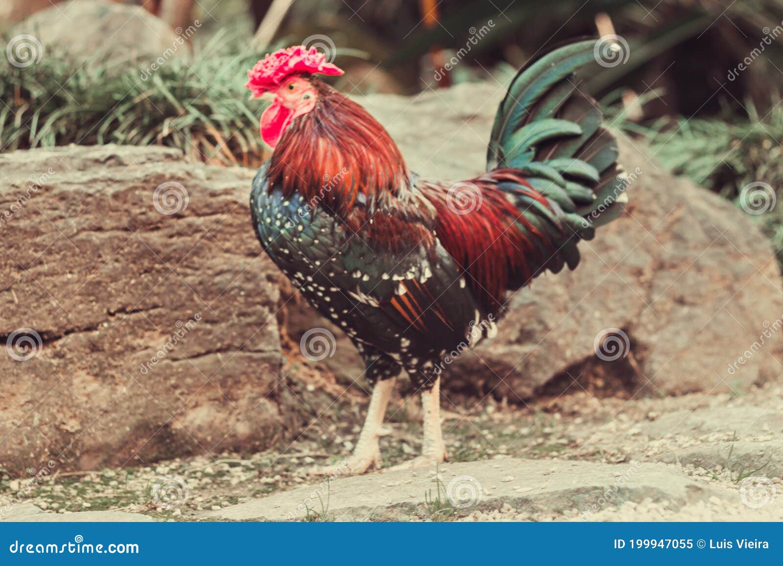 A rooster posing stock image. Image of domestic, comb - 199947055