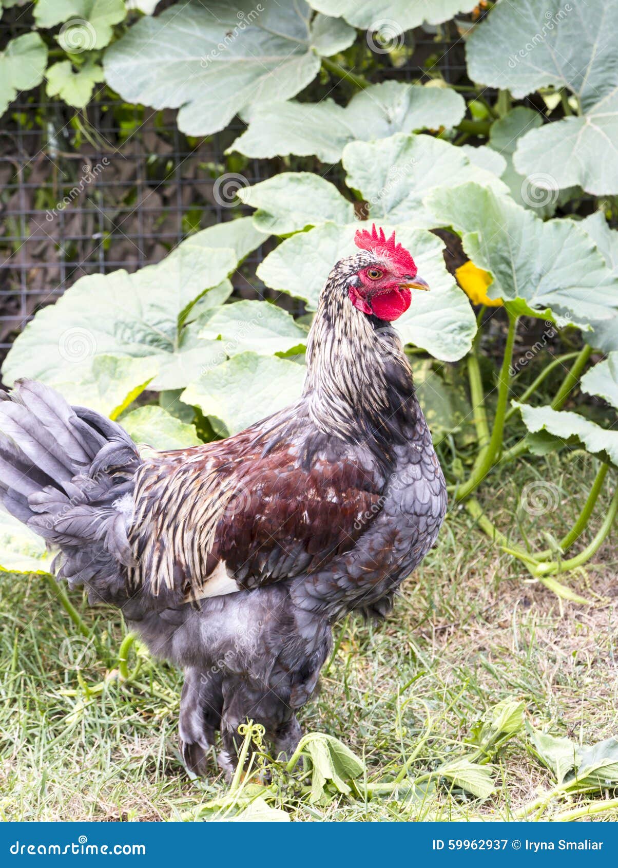 Rooster from a Poultry Farm Stock Image - Image of vitamins, paws: 59962937