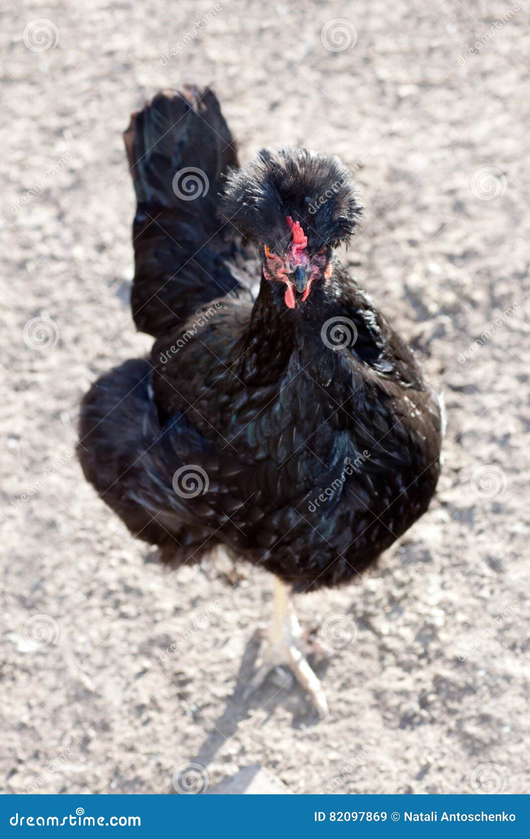 Rooster in the Poultry Yard. Stock Image - Image of sunny, rooster ...