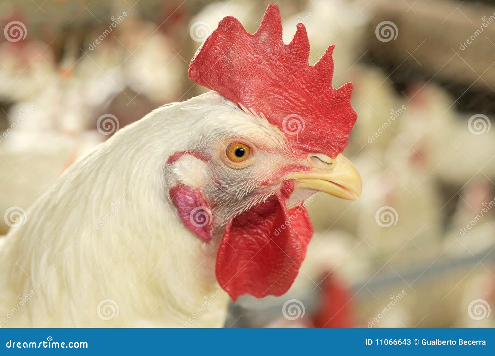 Rooster Profile stock image. Image of color, beautiful - 11066643