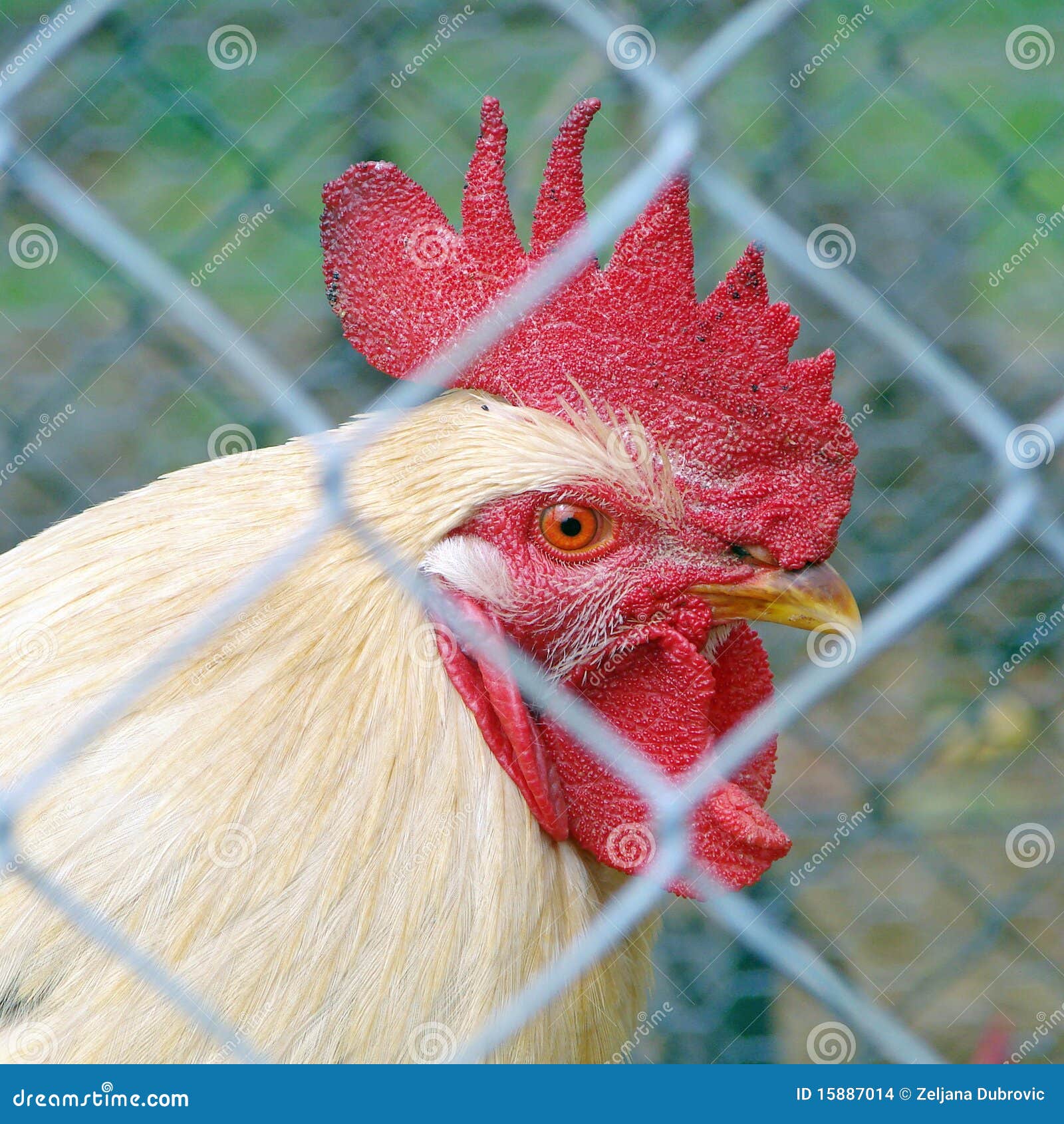 Rooster profile. stock photo. Image of wire, feather - 15887014