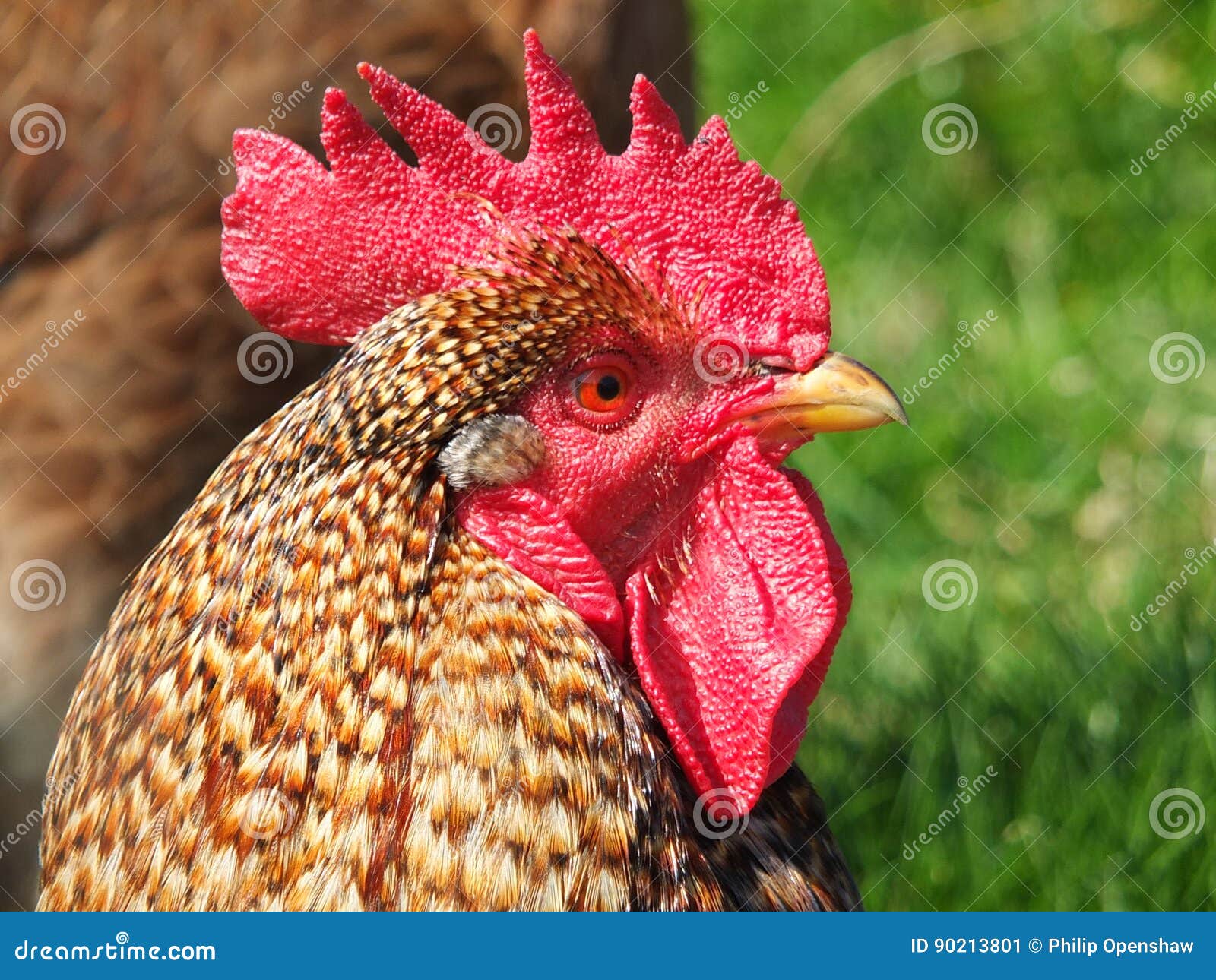 Rooster in profile stock image. Image of feather, livestock - 90213801