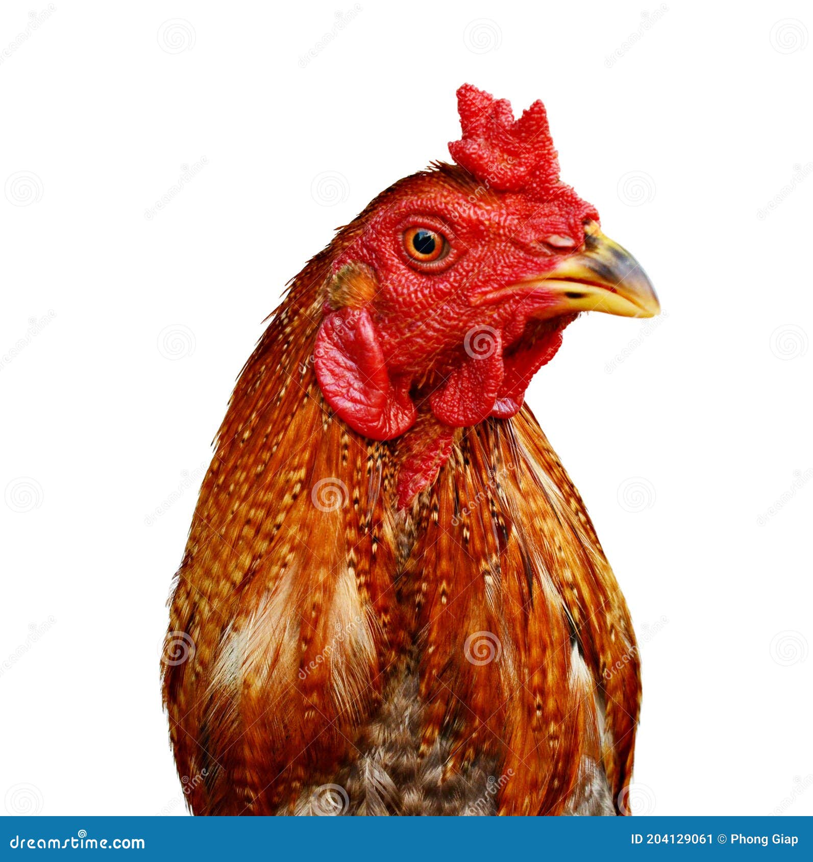 Rooster profile. stock image. Image of farm, wildlife - 204129061