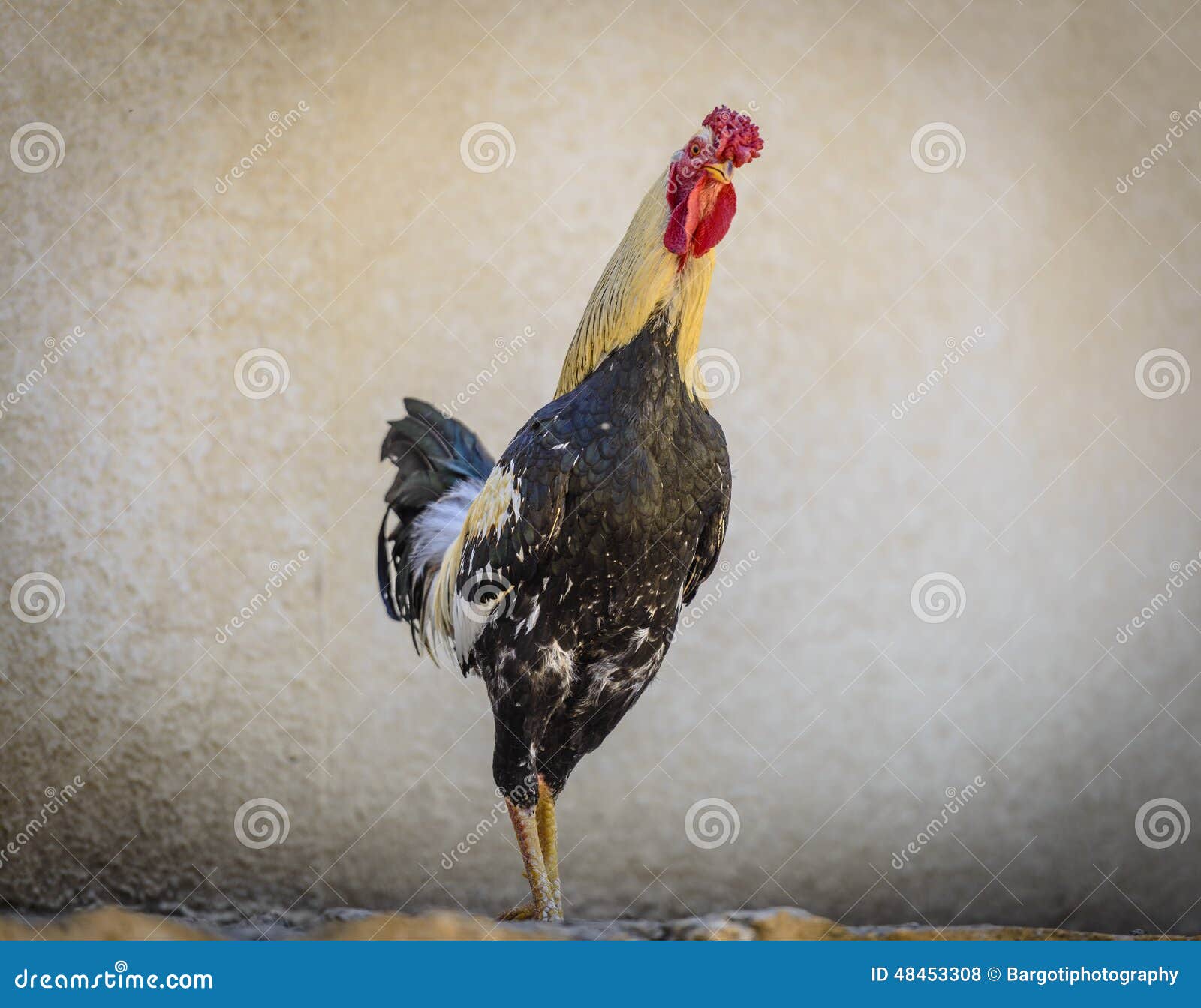 Rooster profile stock photo. Image of color, single, isolated - 48453308