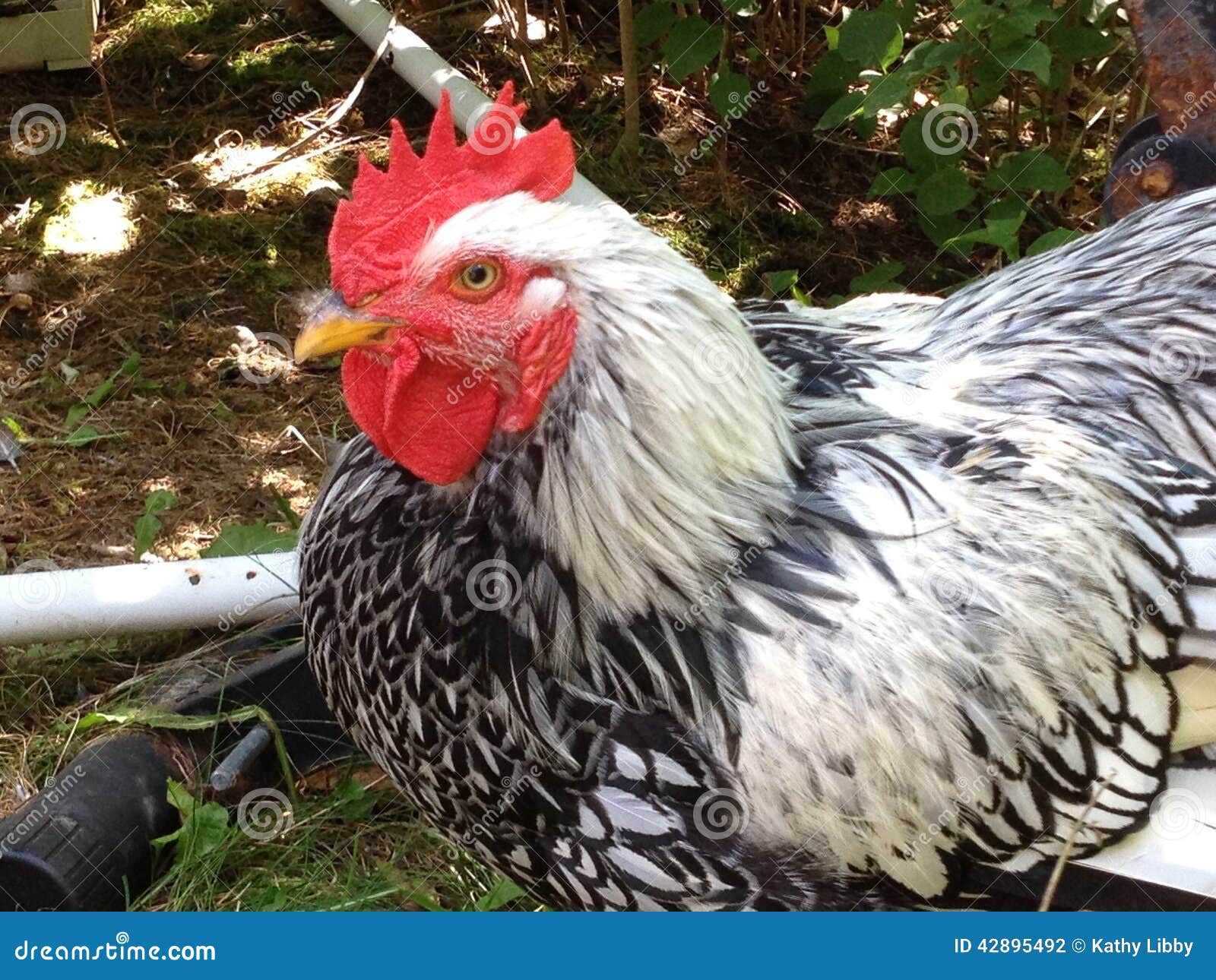 Rooster profile stock photo. Image of side, cochin, chicken - 42895492