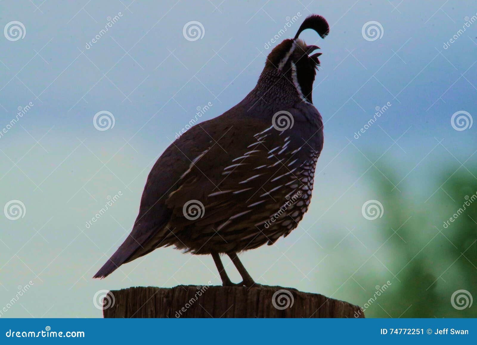 Rooster Quail on a Fence Post Stock Image - Image of rooster, colorful ...