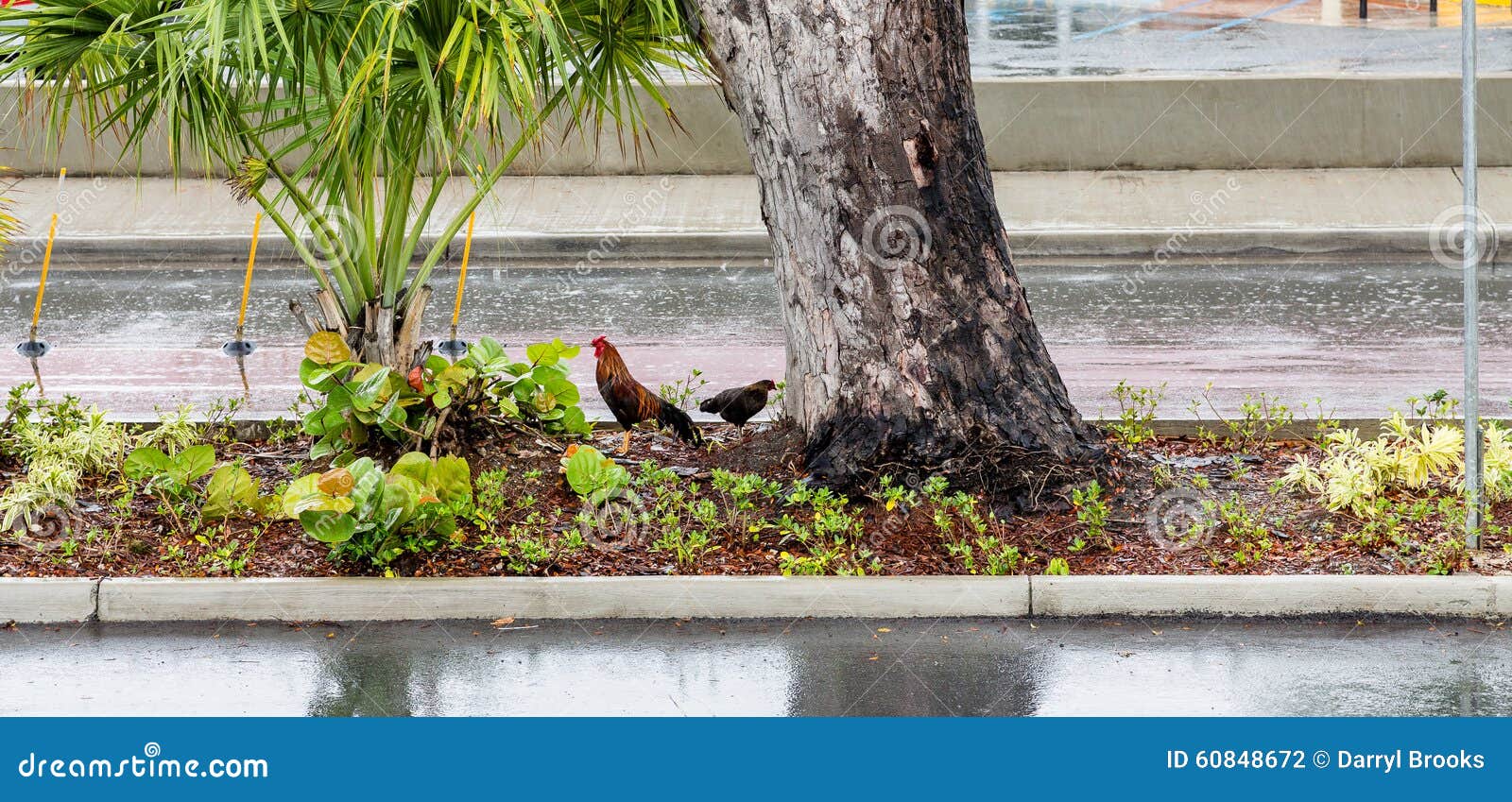 Rooster in the Rain. stock photo. Image of chicken, agriculture - 60848672