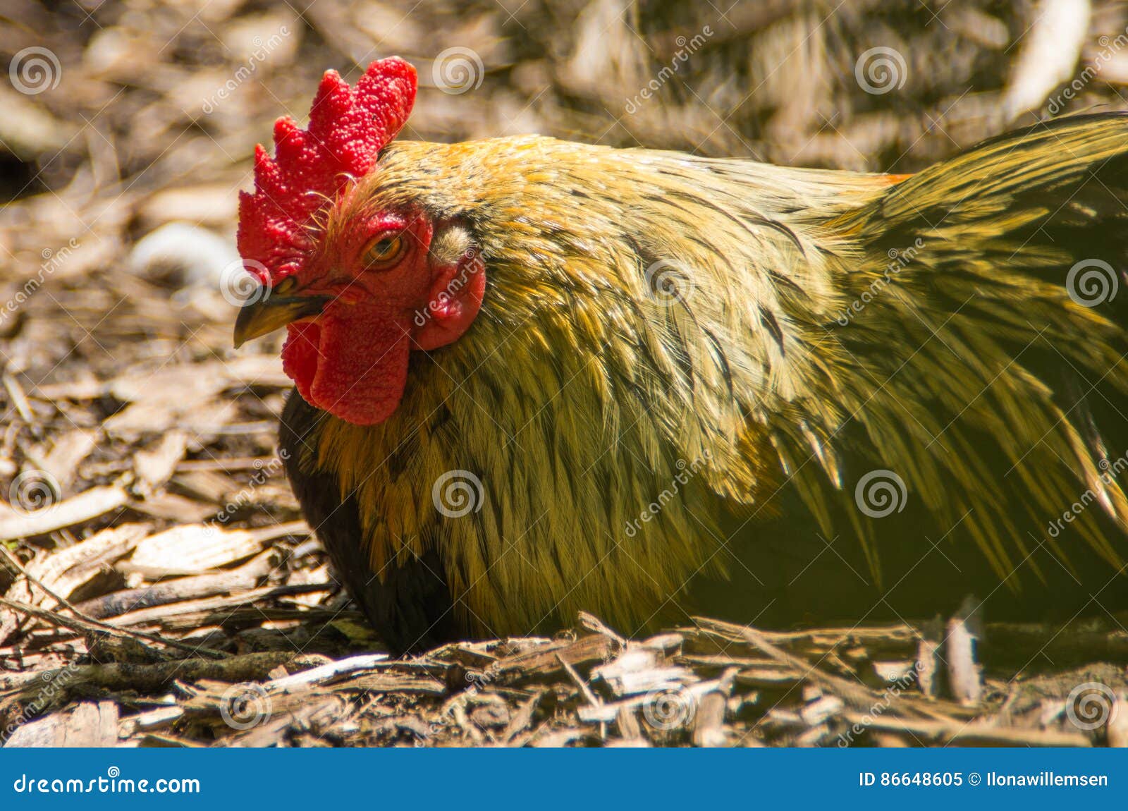 Rooster with red comb stock image. Image of comb, aggressive - 86648605