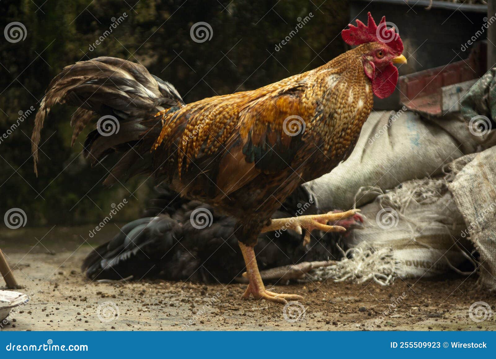 Rooster with a Red Comb at the Farm Stock Image - Image of avian, comb ...