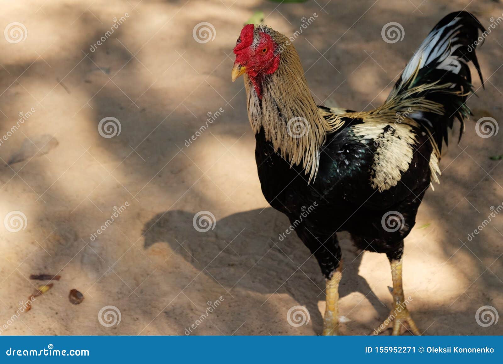 Rooster with a Red Crest and a Beautiful Tail Stock Image - Image of ...