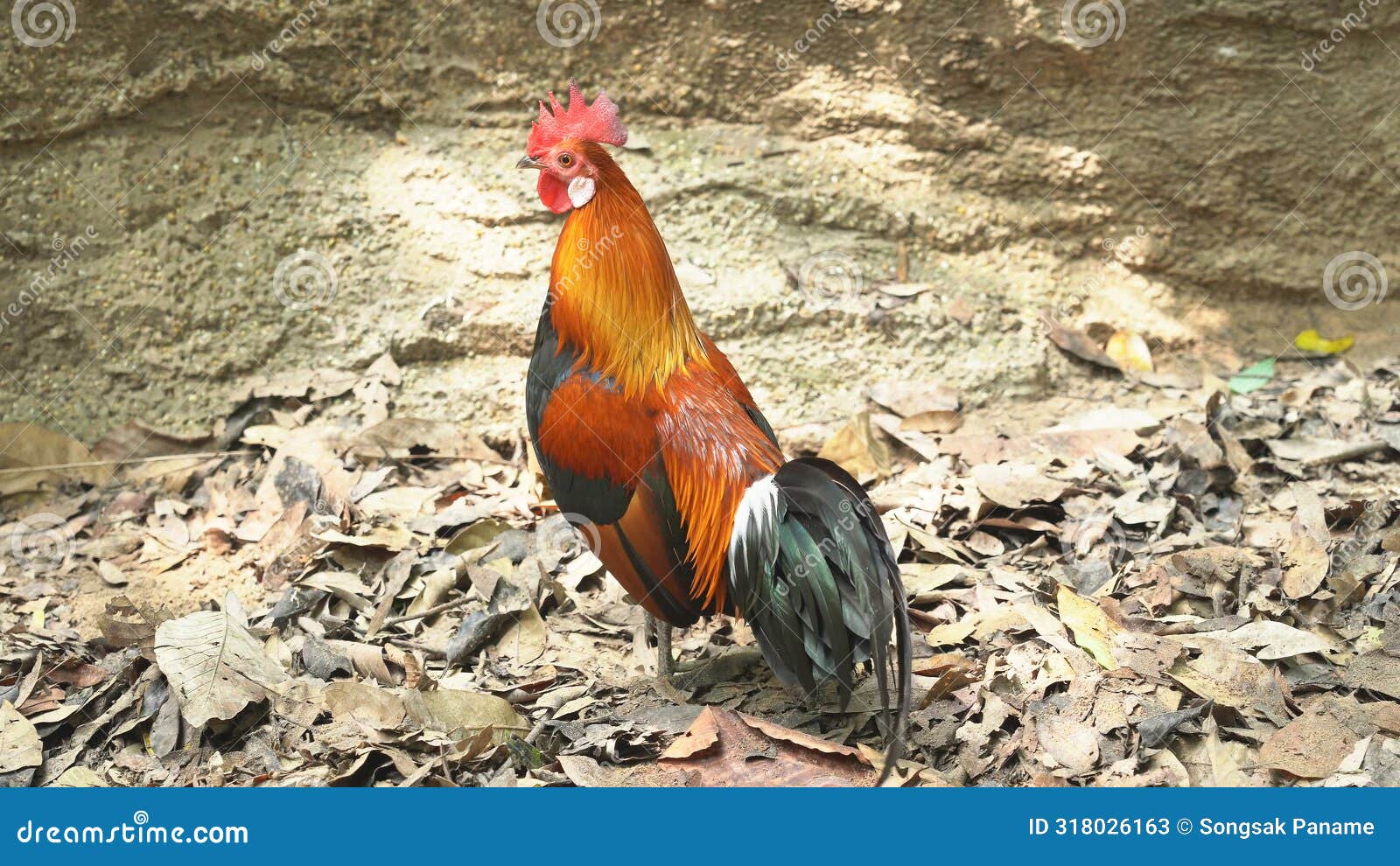 Rooster with Red Crest in Farm Stock Image - Image of live, poultry ...