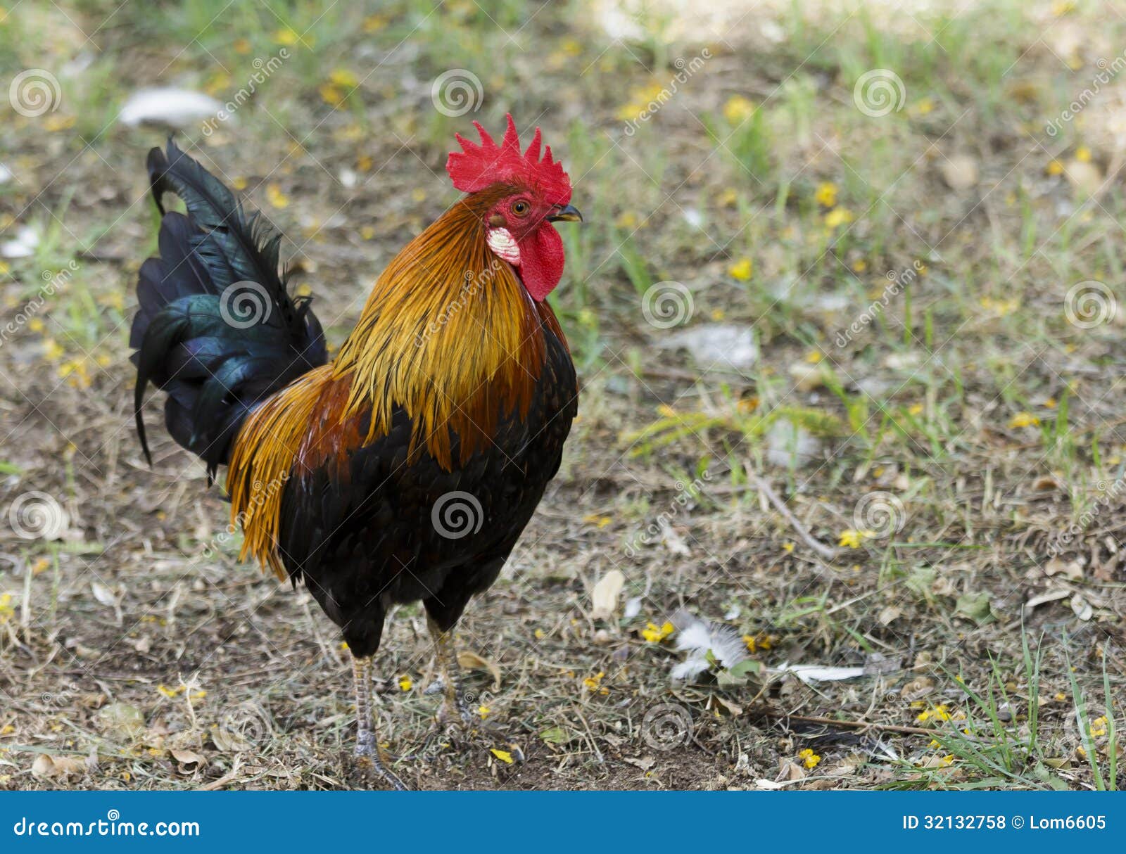 Rooster with red crest stock photo. Image of cockerel - 32132758