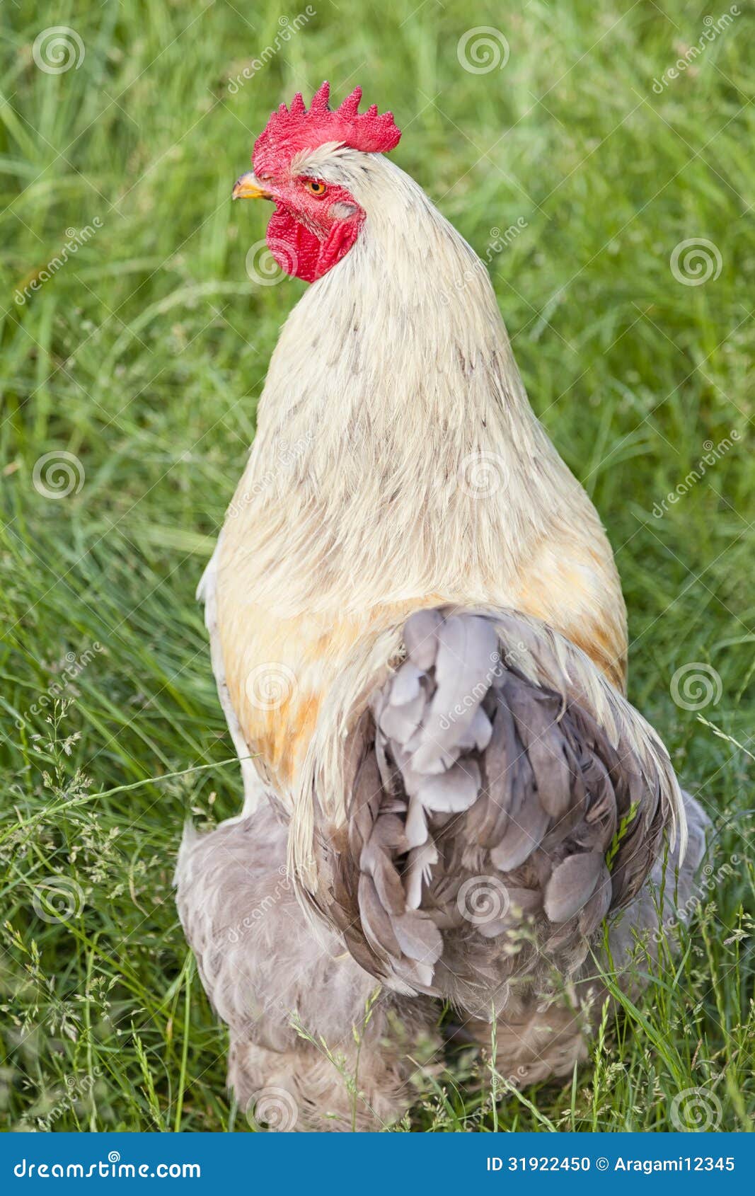 Rooster with red crown stock photo. Image of farming - 31922450