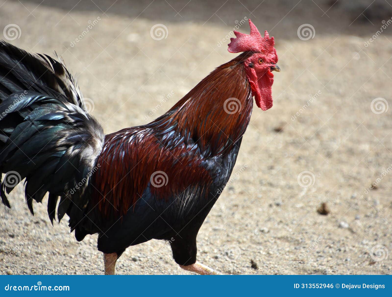Rooster with a Red Crown Up Close Stock Photo - Image of comb, male ...
