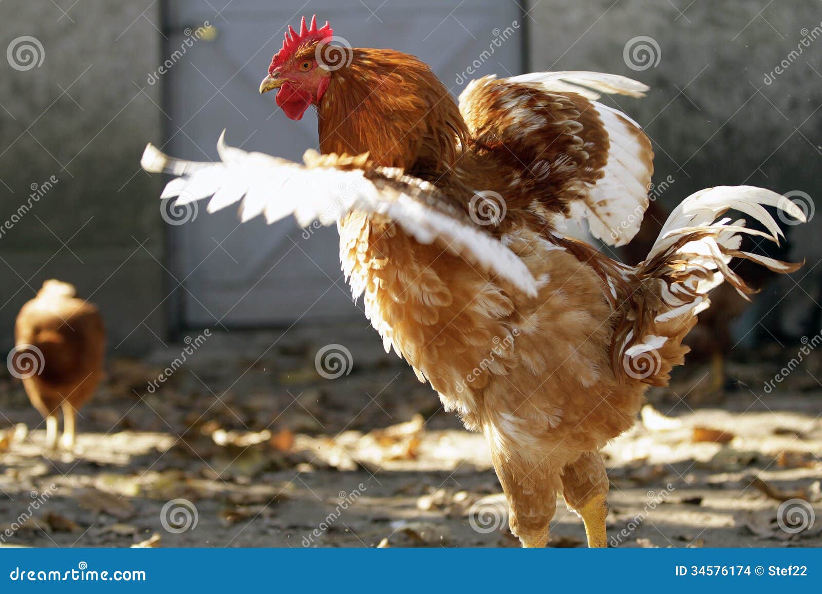 Rooster stock photo. Image of beak, chicken, plump, male - 34576174