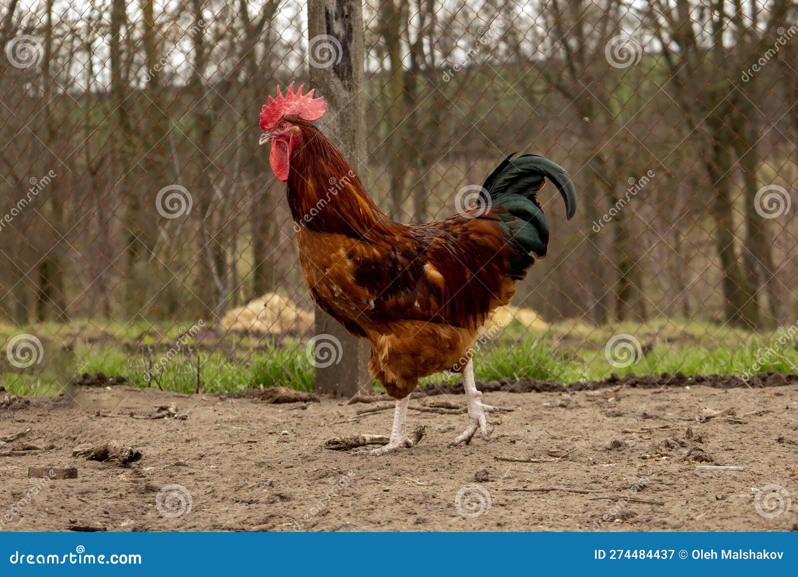 The Rooster is Red. Poultry. Stock Image - Image of rooster, beautiful ...