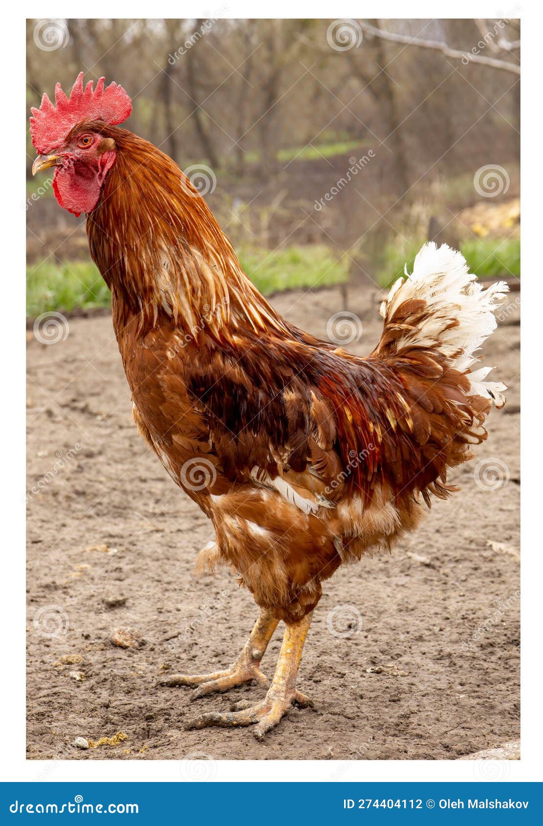The Rooster is Red. Poultry. Stock Photo - Image of feather, elegant ...