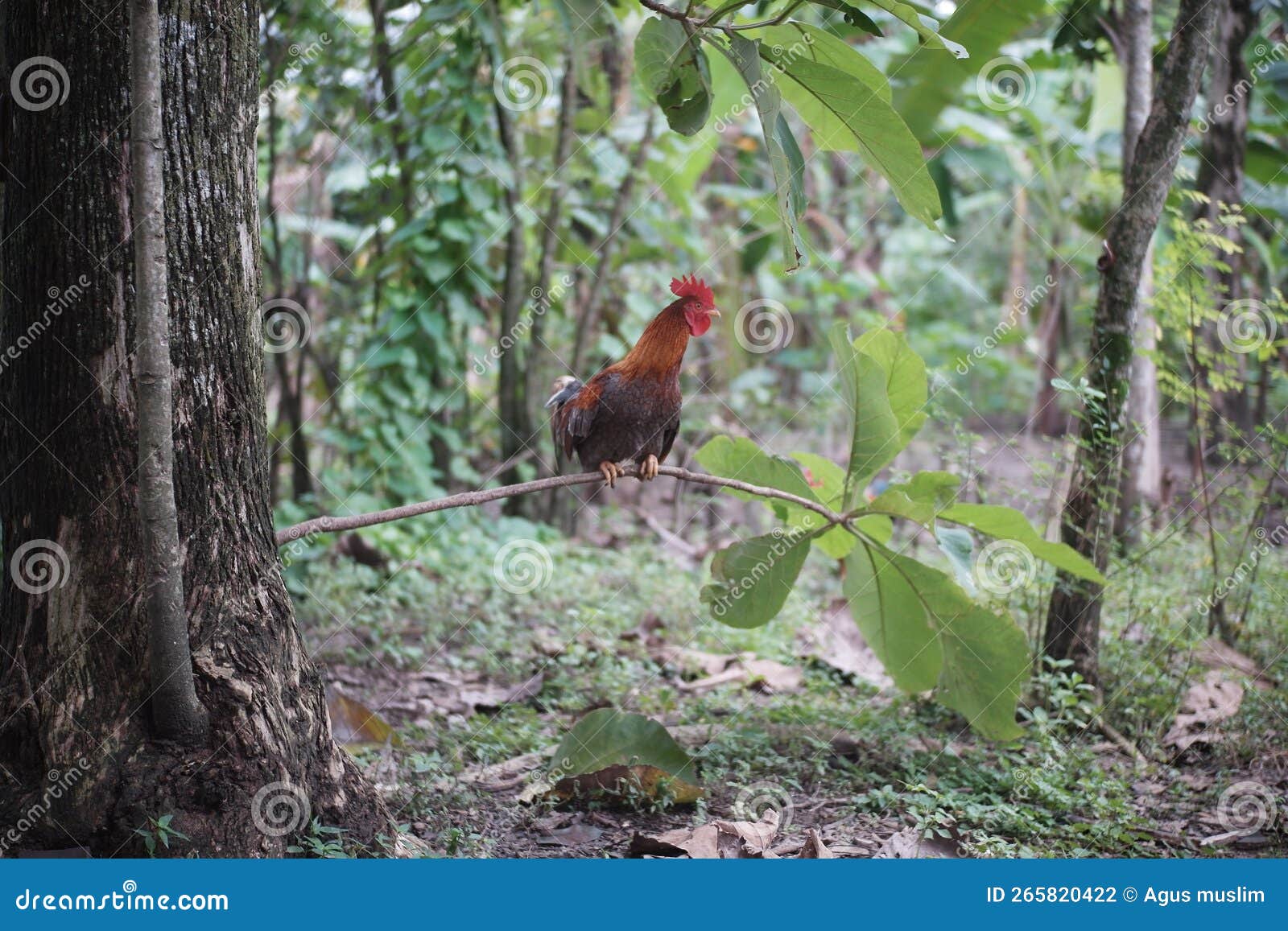 Rooster Relaxing on Tree Branch Stock Photo - Image of relaxing, flower ...