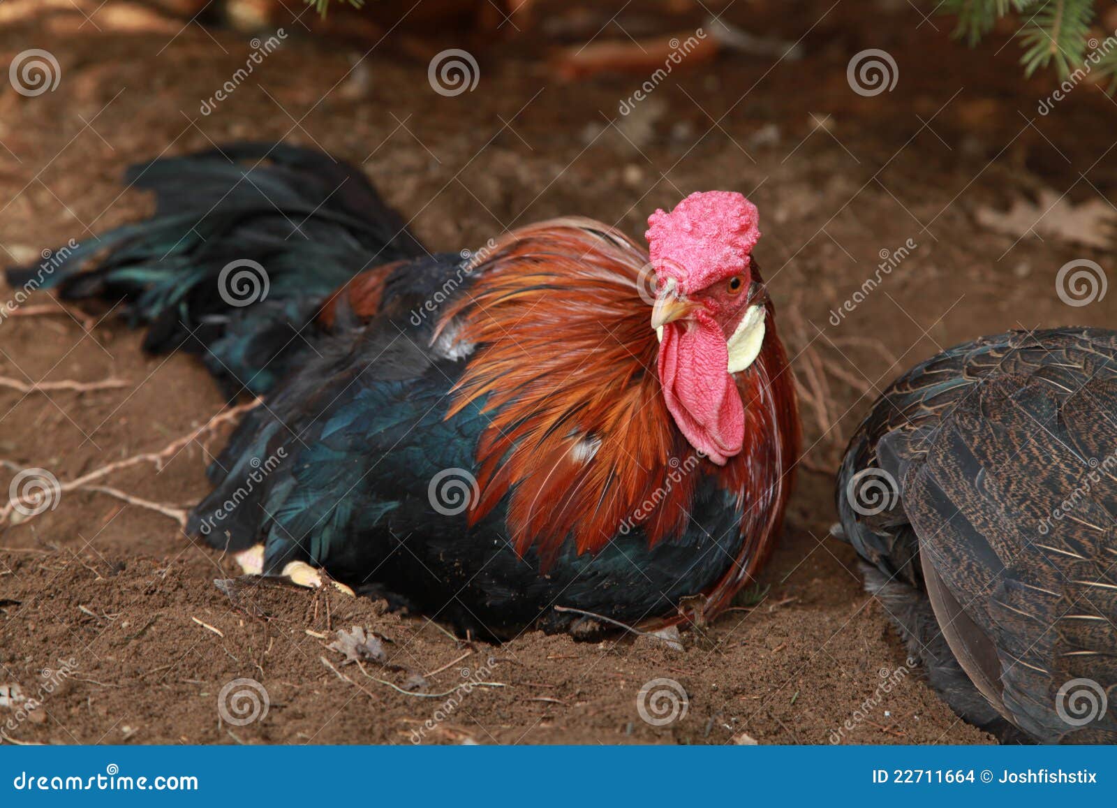 Rooster at Rest stock photo. Image of rooster, talon - 22711664