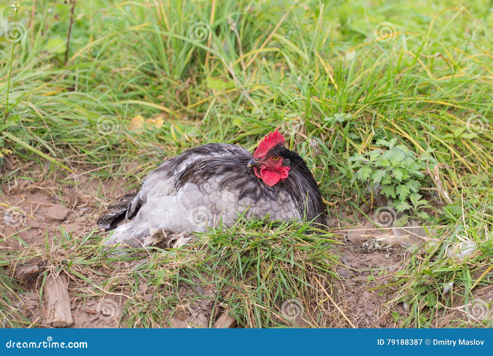 Rooster rest in the grass stock image. Image of rooster - 79188387
