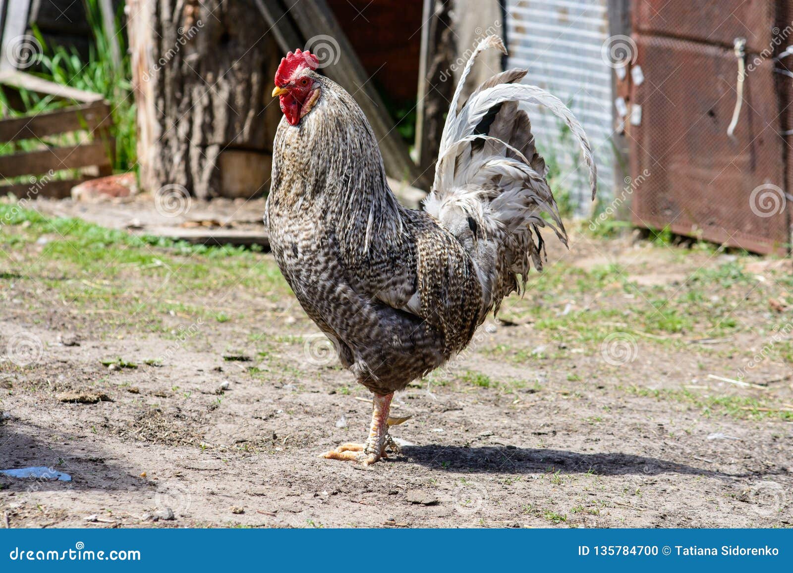 A Rooster Walks in the Yard Stock Photo - Image of warm, grass: 135784700