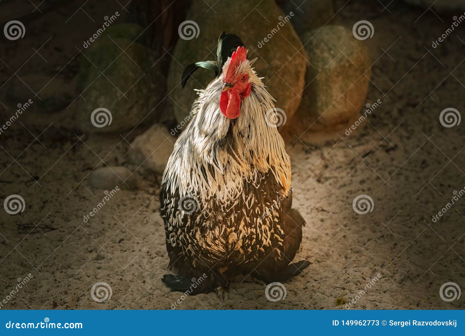 Rooster in the Poultry Yard Stock Image - Image of bird, animal: 149962773