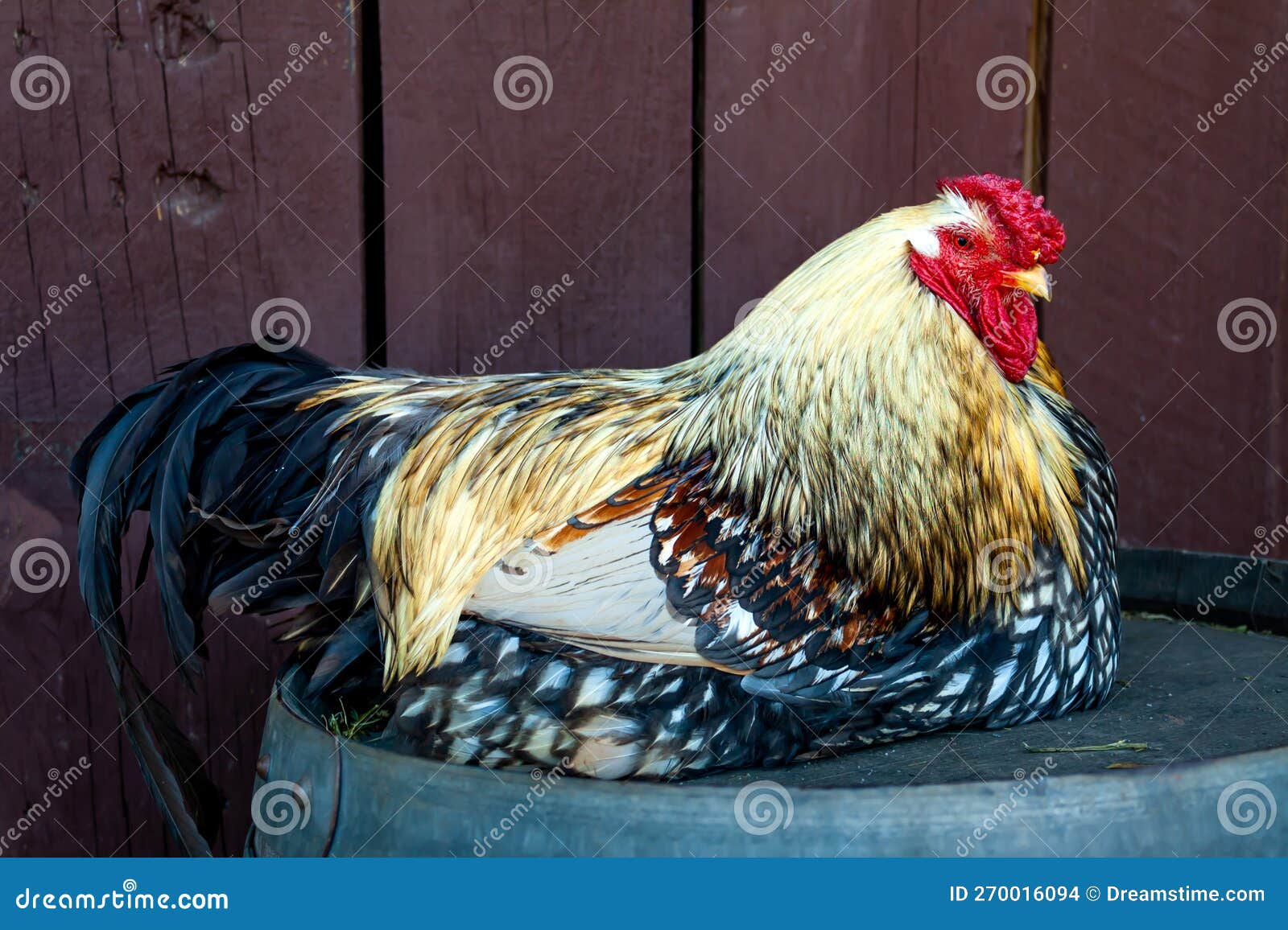 Rooster Resting on a Wash Tub Stock Photo - Image of feather, nature ...