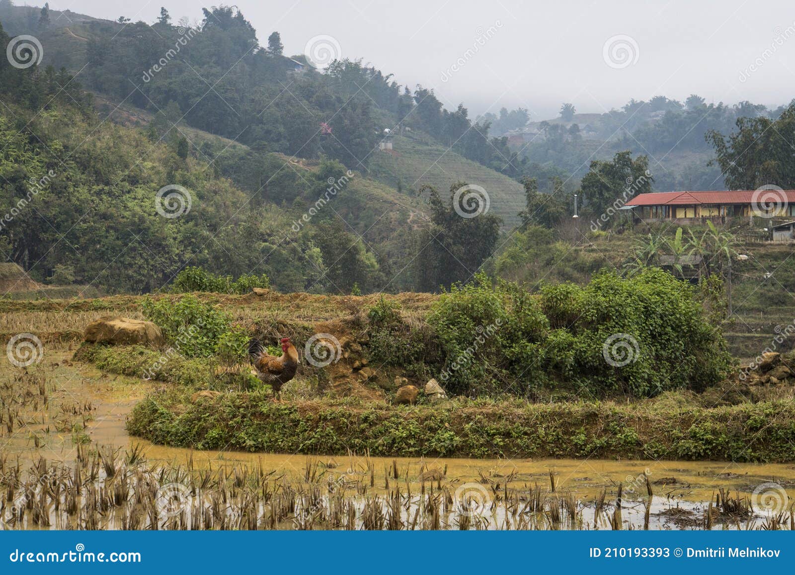 Rooster in the Rice Fields in Vietnam Stock Image - Image of crest ...