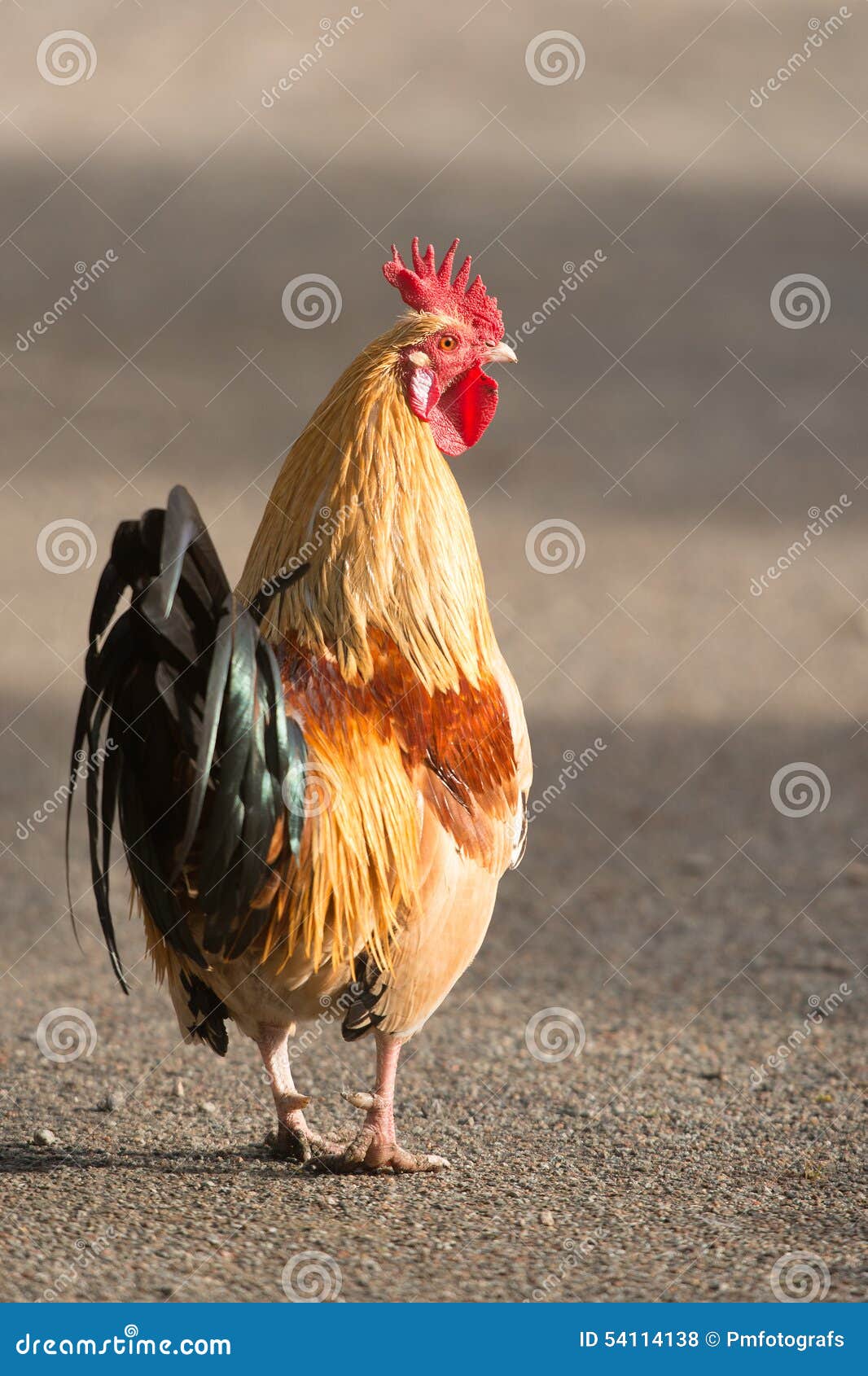Rooster in the road stock photo. Image of spain, walk - 54114138