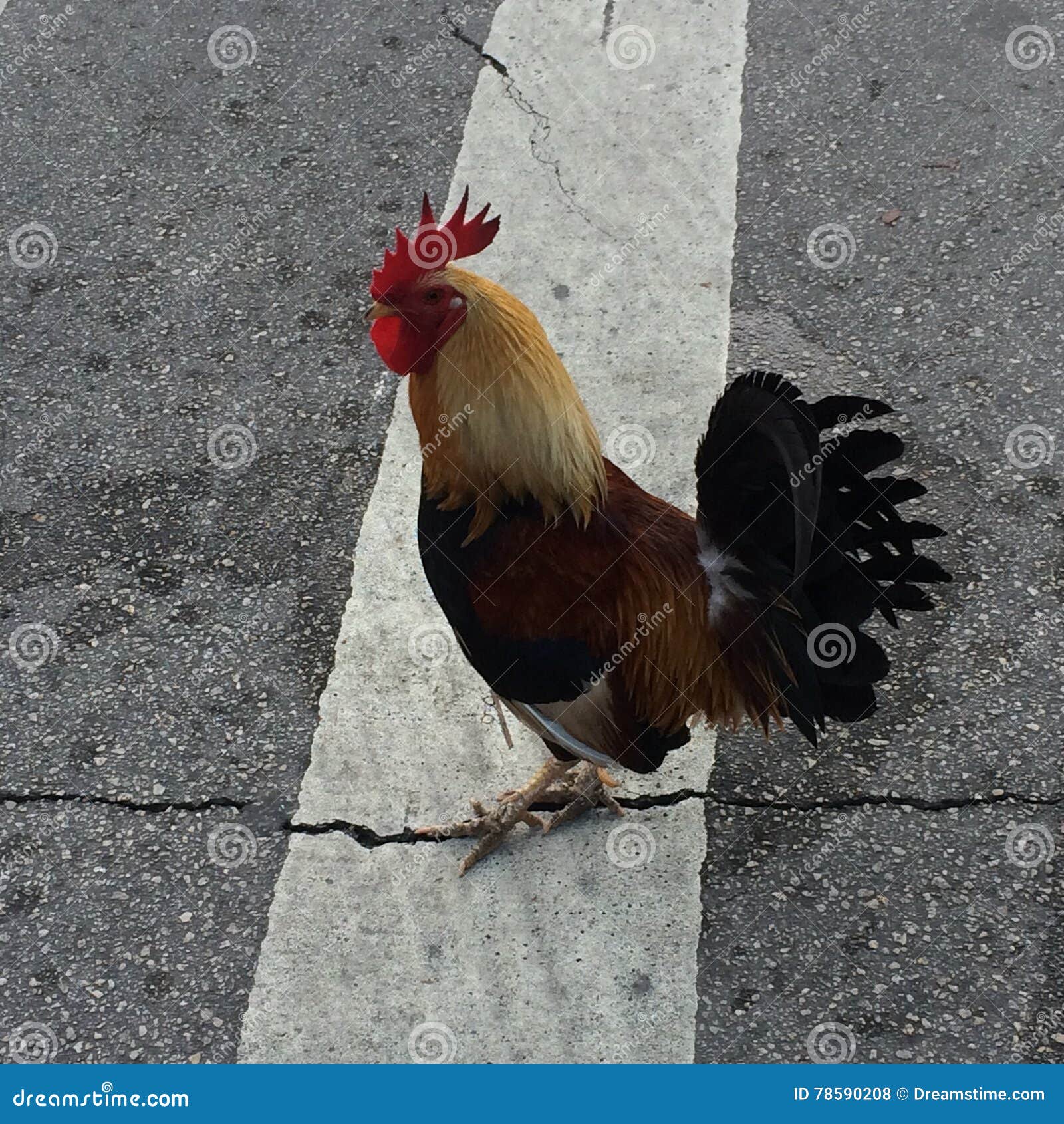 Rooster Crossing The Road With Truck Royalty-Free Stock Image ...