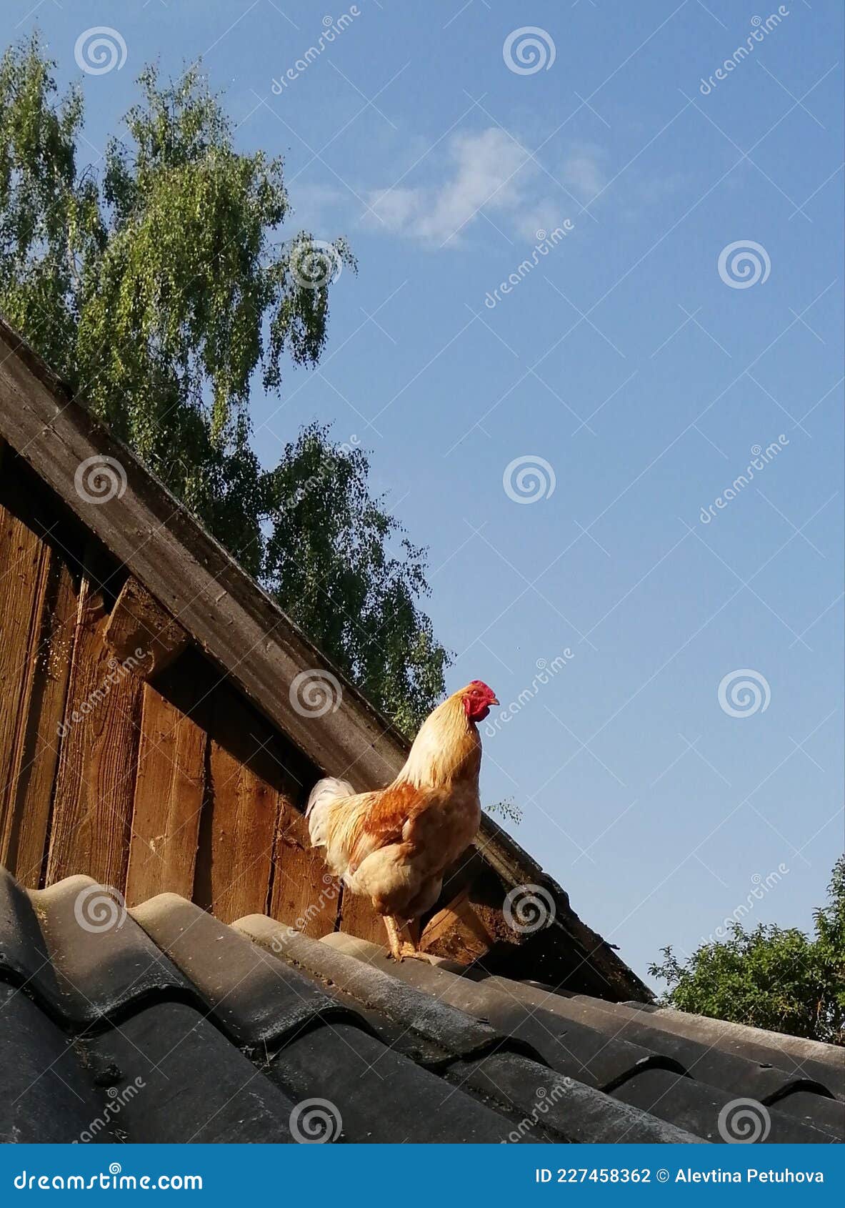 The Rooster on the Roof stock photo. Image of cloud - 227458362