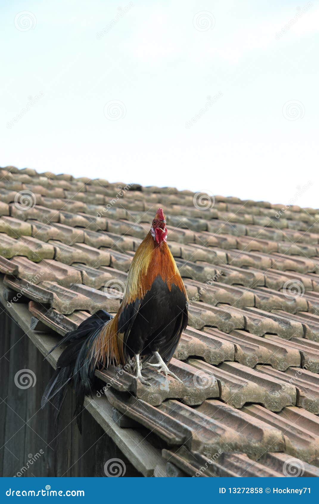 Rooster on Rooftop stock photo. Image of sunrise, rural - 13272858