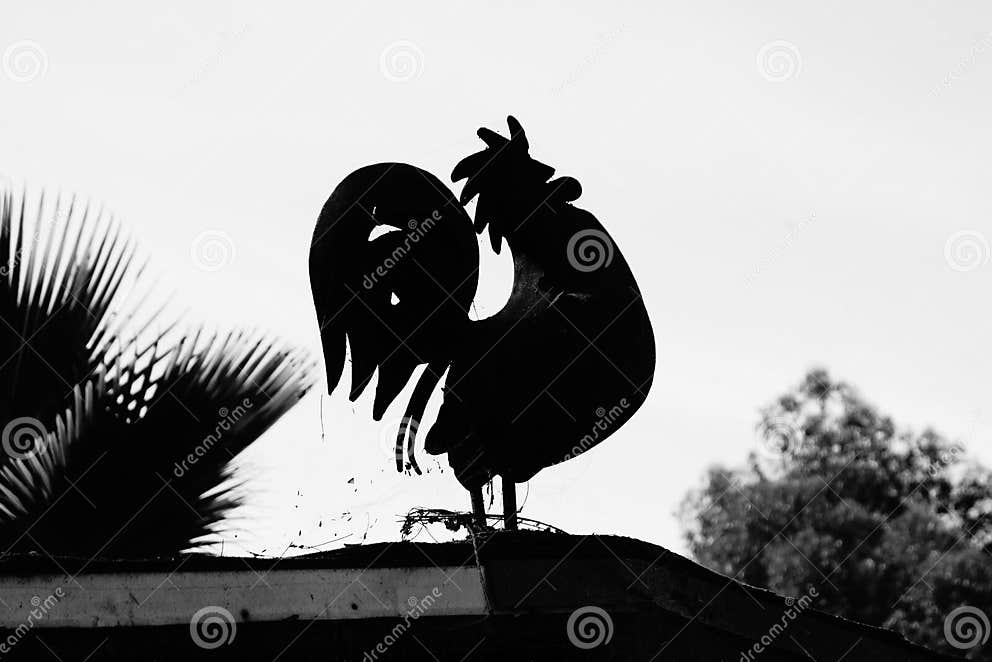 Rooster on the roost stock image. Image of morning, rooster - 38355675