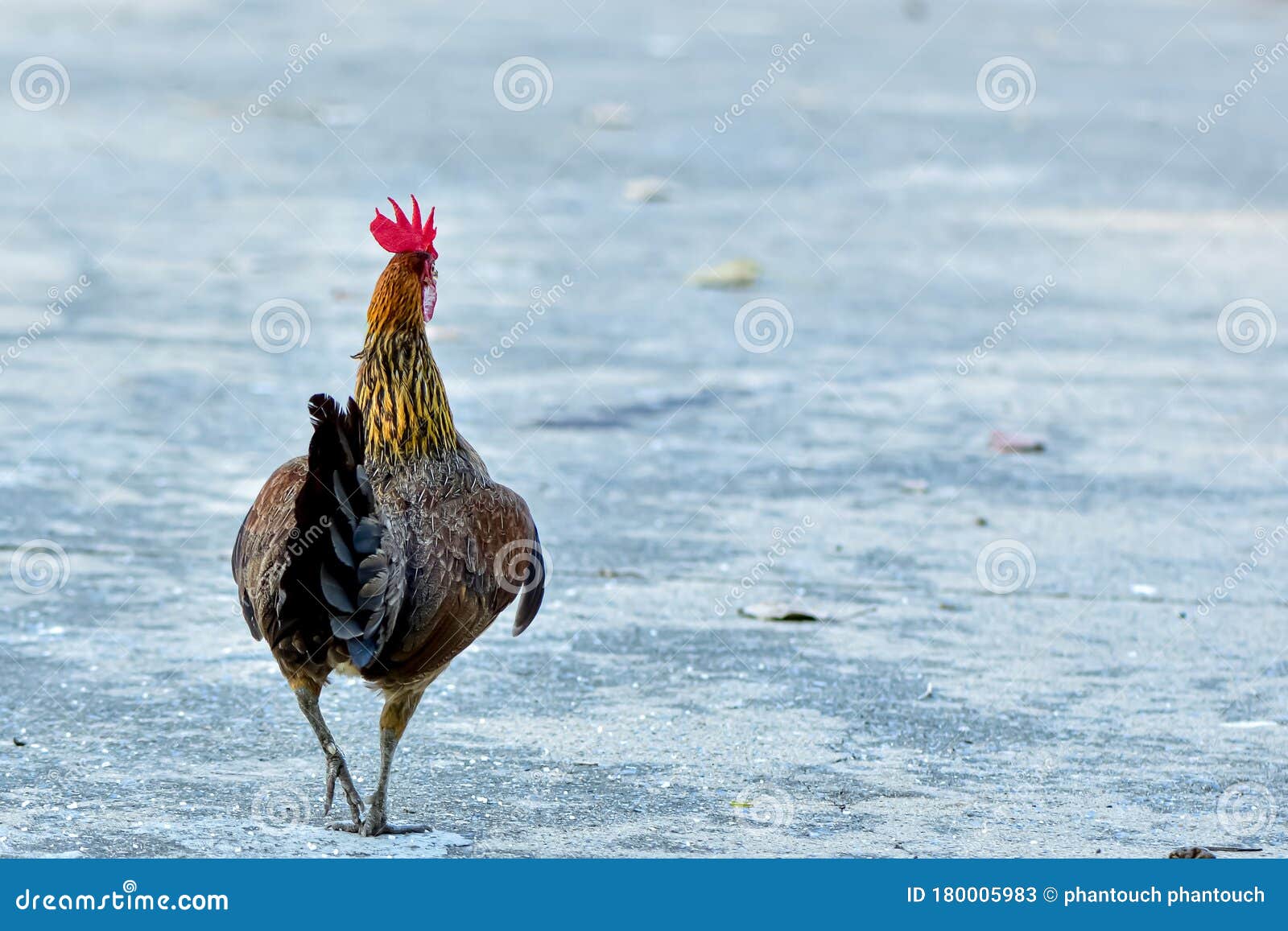 Rooster stock image. Image of beautiful, beak, nature - 180005983