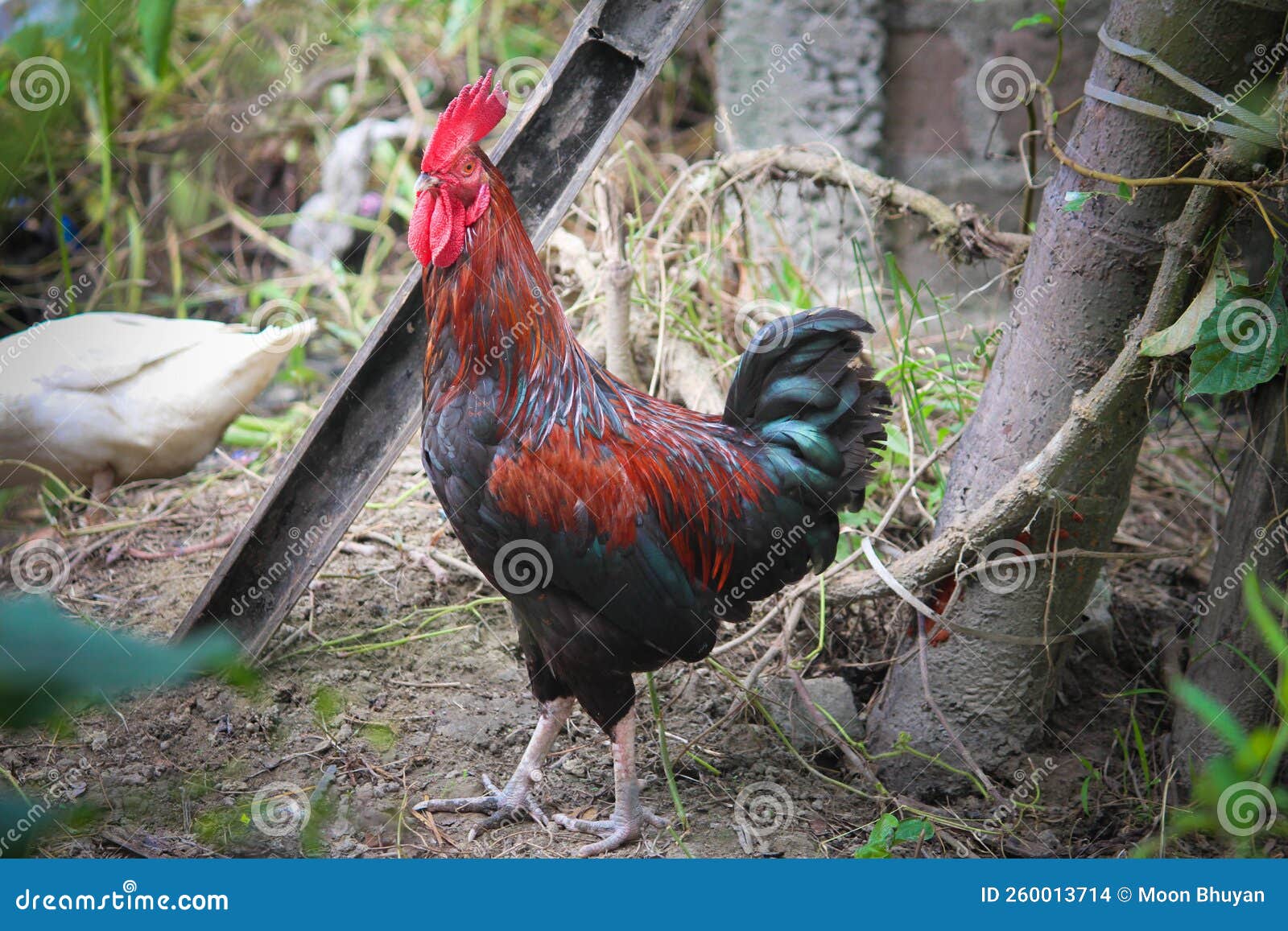 The Rooster stock photo. Image of animal, waterbird - 260013714
