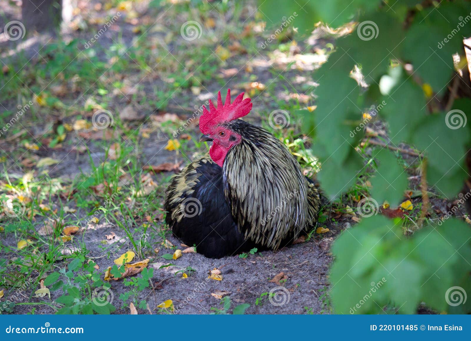 Rooster stock image. Image of chicken, comb, feather - 220101485