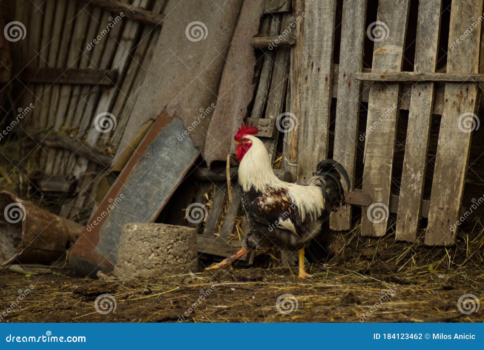Rooster running around stock photo. Image of chicken - 184123462